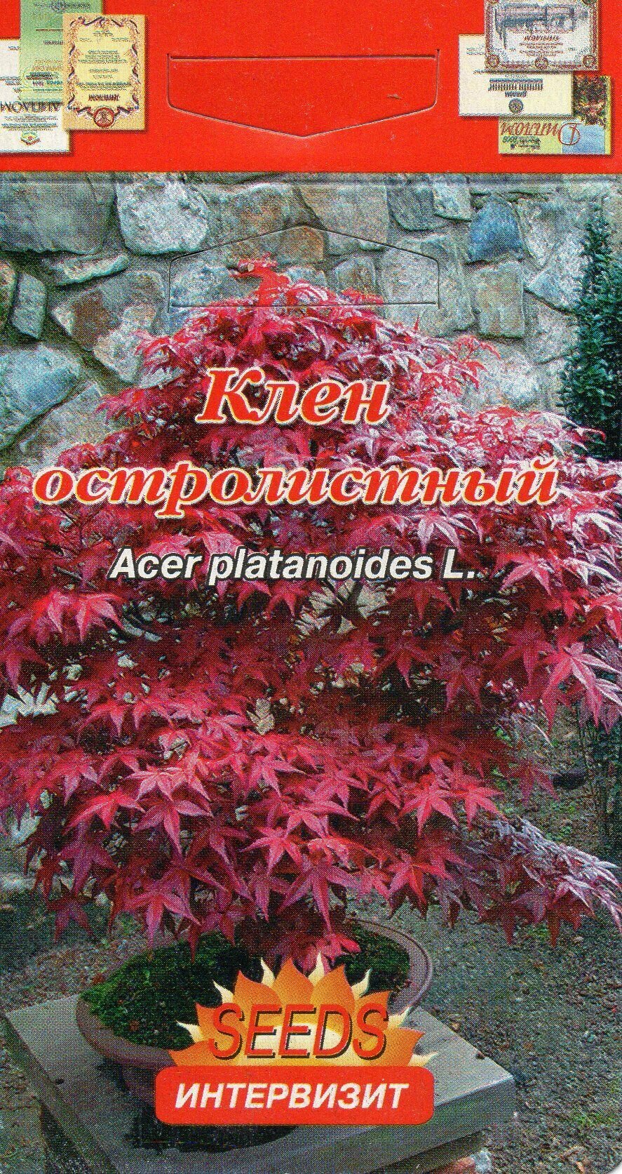 Клён остролистный (Acer platanoides)семена