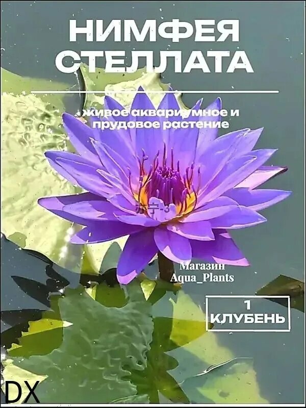 Нимфея стеллата - 1 клубень. Живое прудовое и аквариумное растение