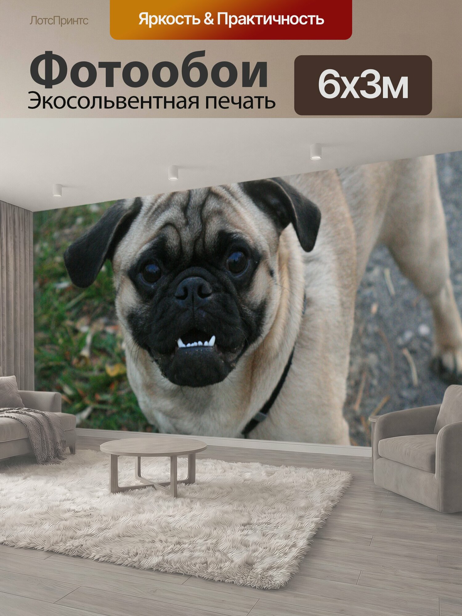 Фотообои "Мопс собака Cutest Маленький мопс щенок собаки собака мопс щенок милый животные" 600x300 см. экосольвентная печать