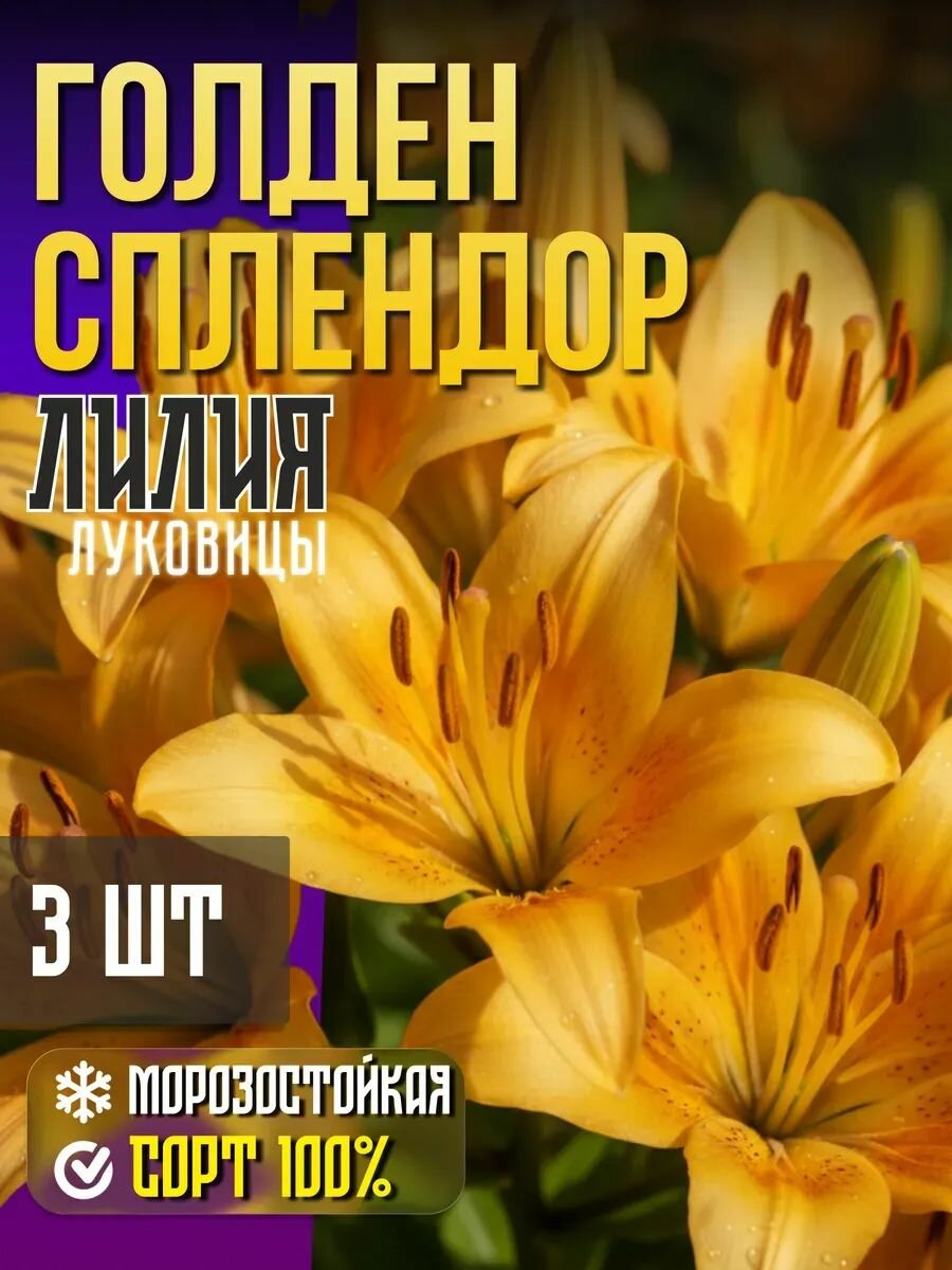 Луковицы лилии многолетние, новые популярные сорта 3 штуки