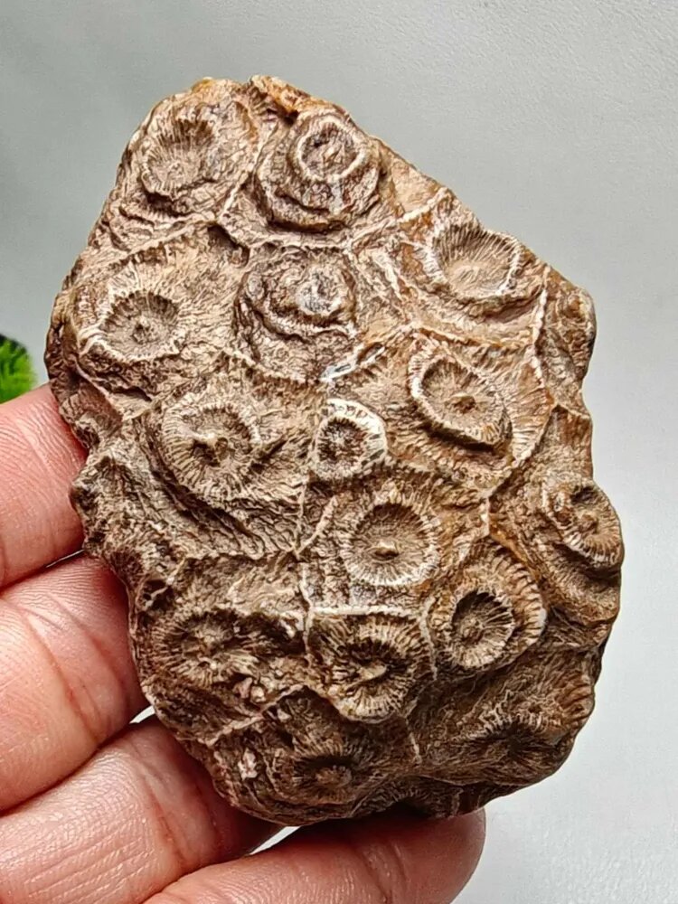 Ископаемый коралл (Actinocyathus) природный образец, сувенир и декор