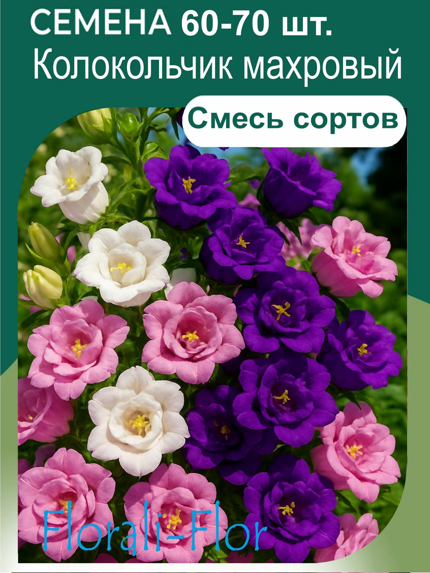 Семена колокольчик махровый для сада цветы многолетние