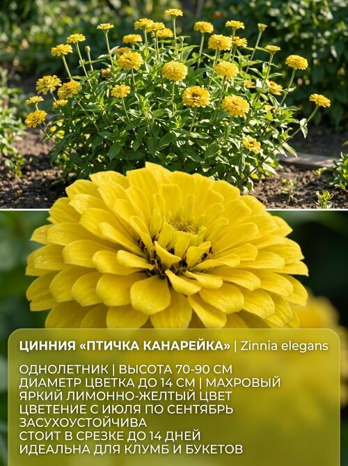 Семена цинния изящная Птичка Канарейка (0,2 г) георгиноцветковая, жёлтая, 80 см, для клумб и срезки, однолетник