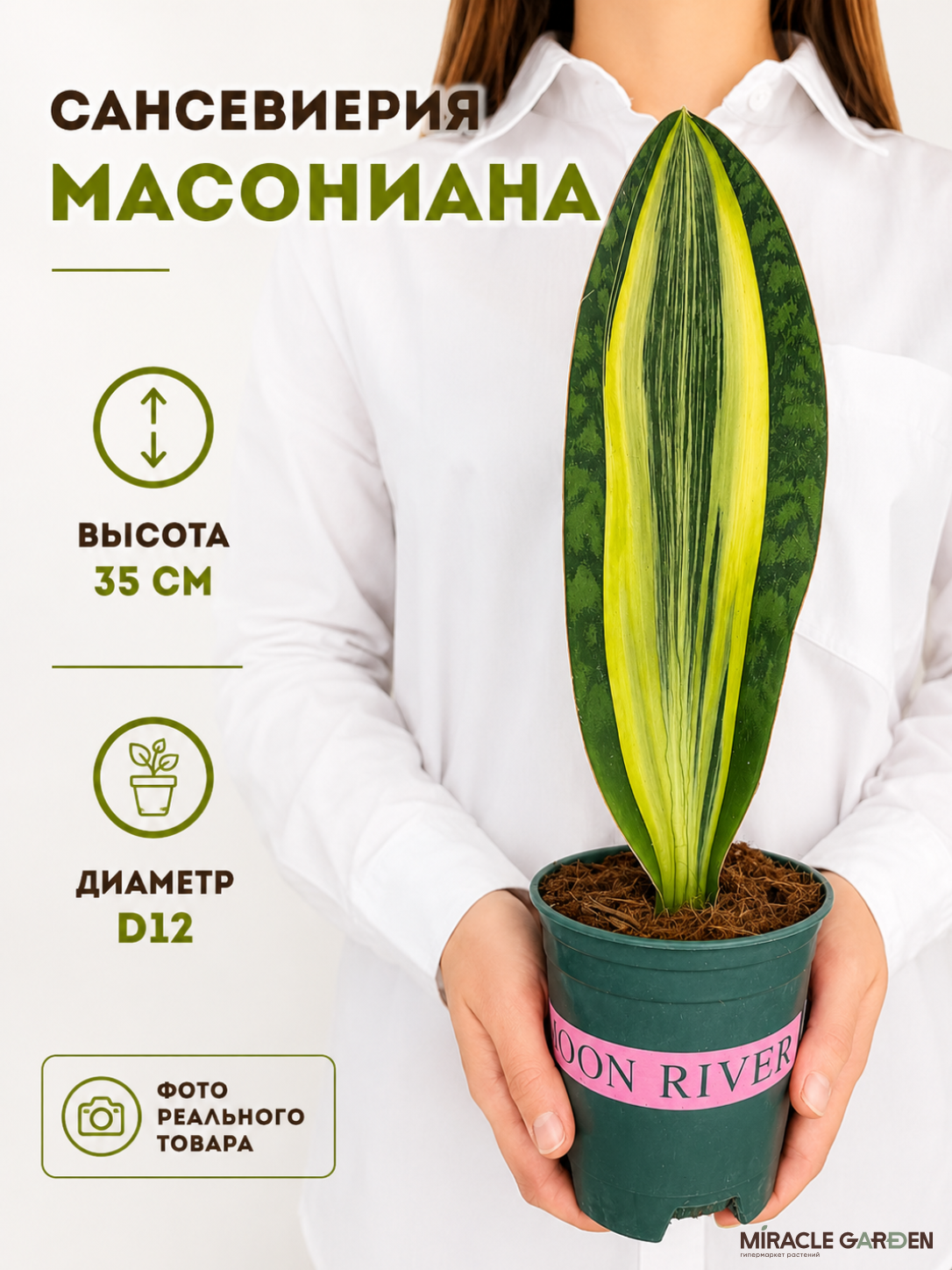 Сансевиерия живая Масониана вариегатная H35 см D12 комнатные растения живые