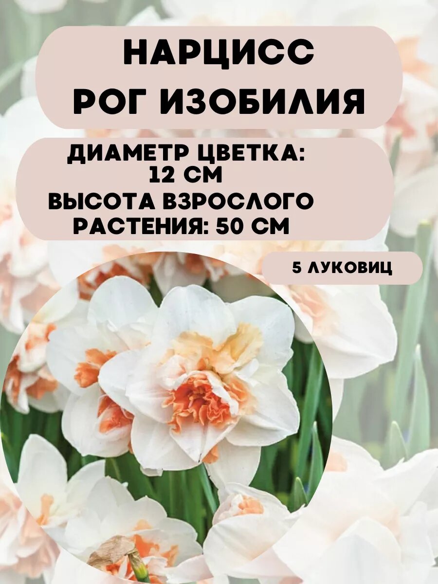 Луковицы нарцисса крупнокорончатый махровый