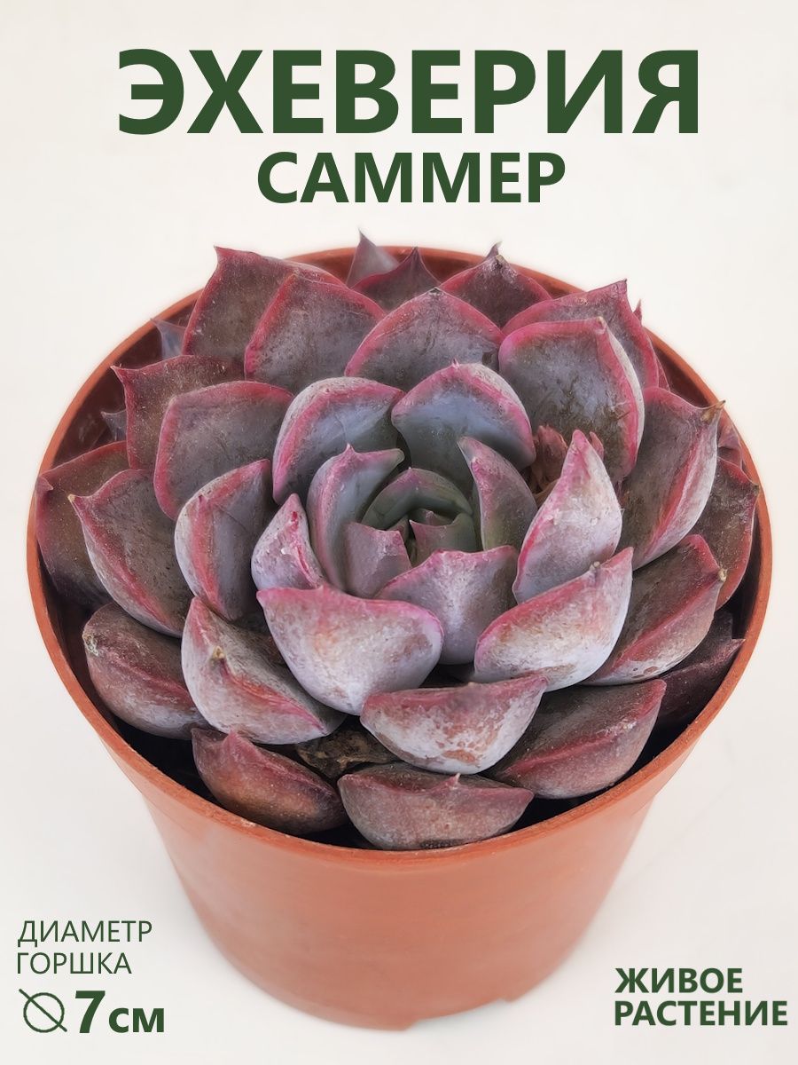 Эхеверия живая Саммер (Echeveria) суккулент живой, D-7 см