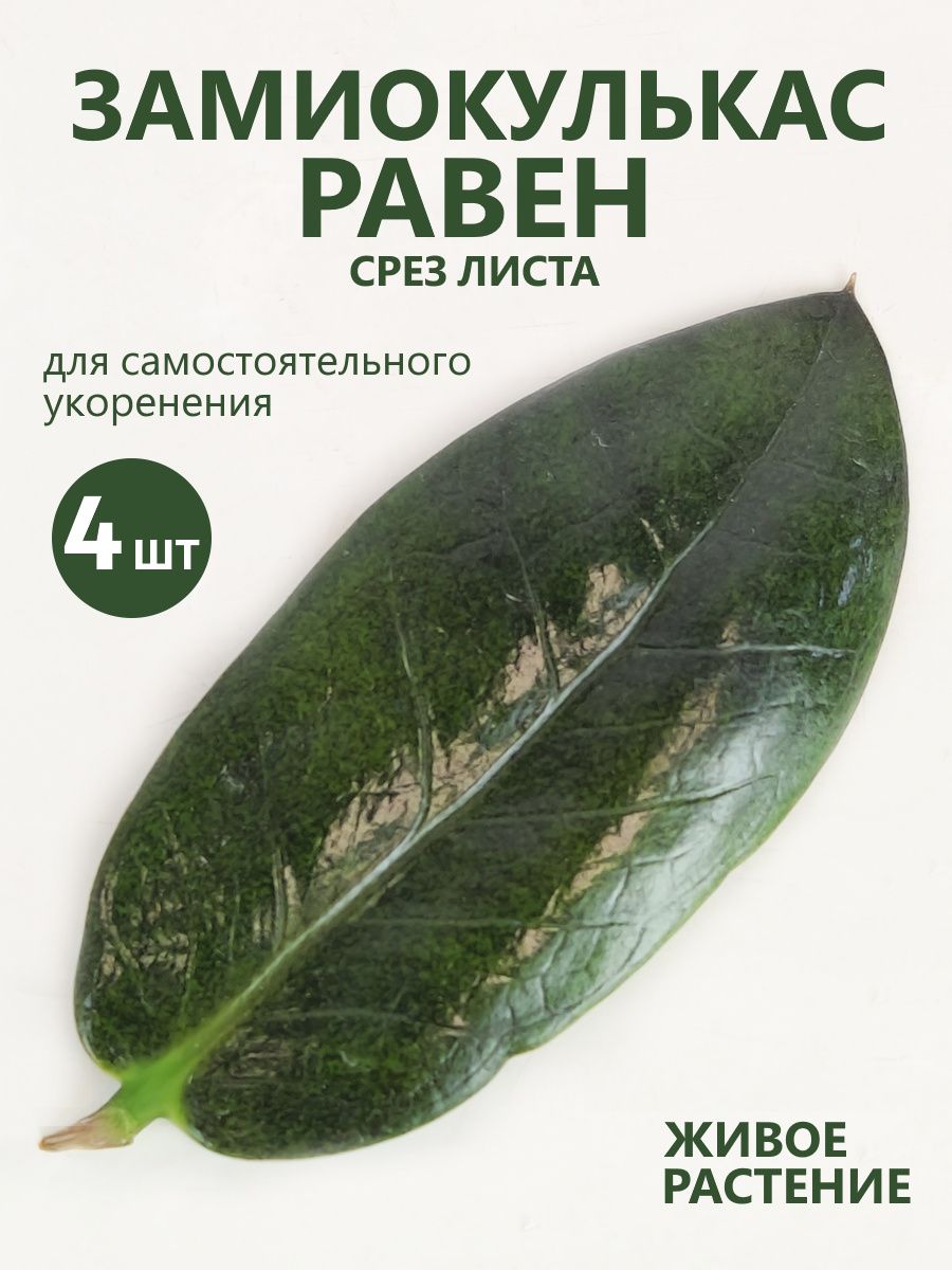 Замиокулькас цветок живой Равен срез листа, 4 шт