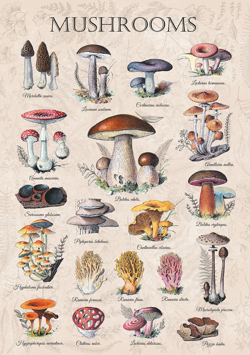 Пазл фрея 1000 элементов PZL-1000/100 Грибная энциклопедия