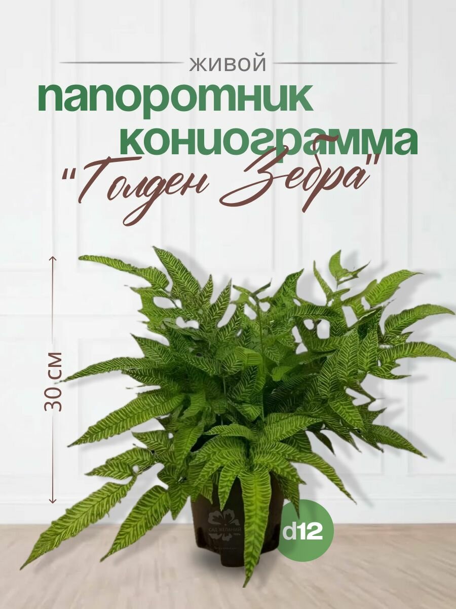 Папоротник кониограмма Голден Зебра 20*12
