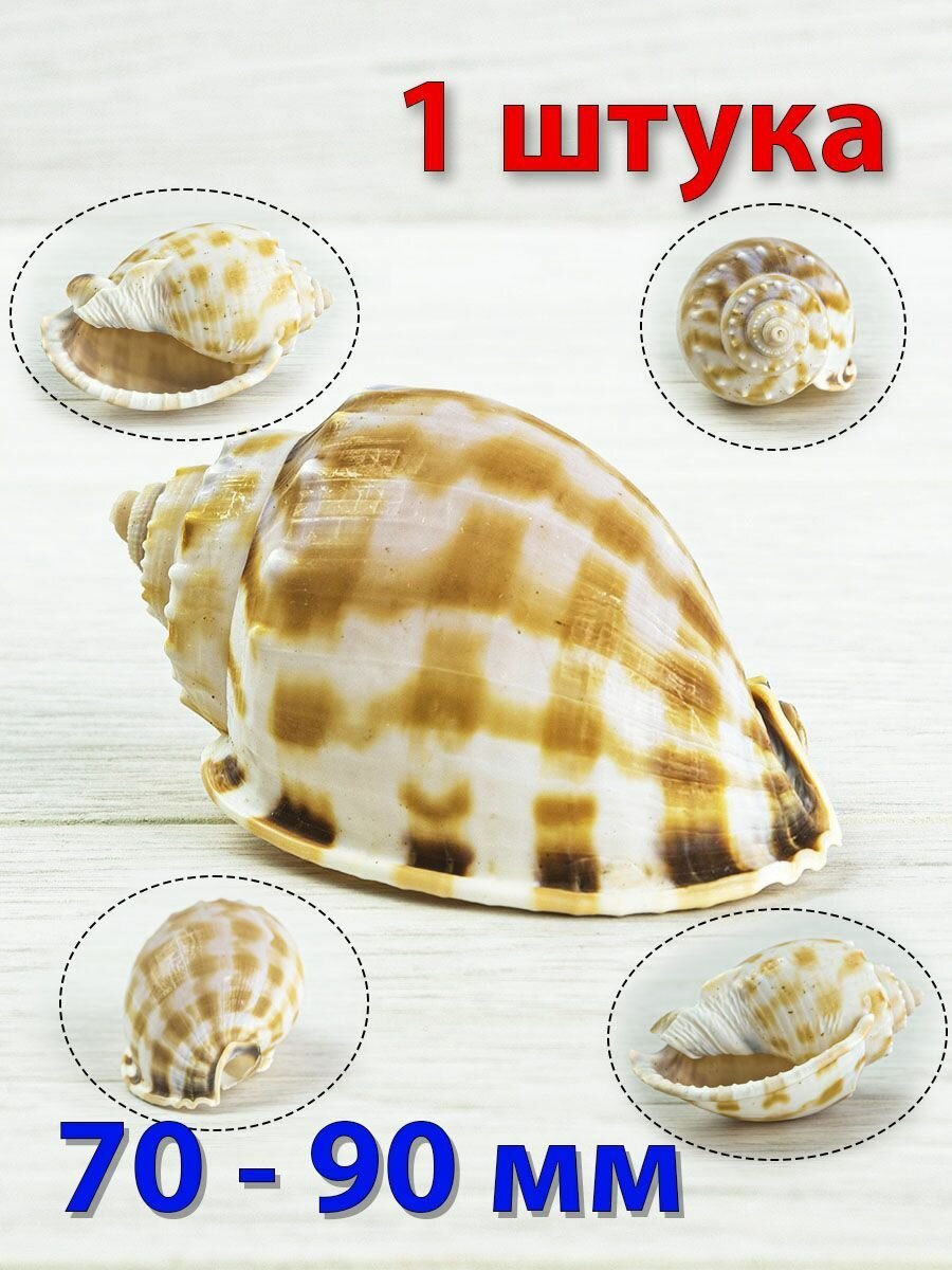 1 шт. Морская ракушка Фаллиум бандатум - Phalium bandatum
