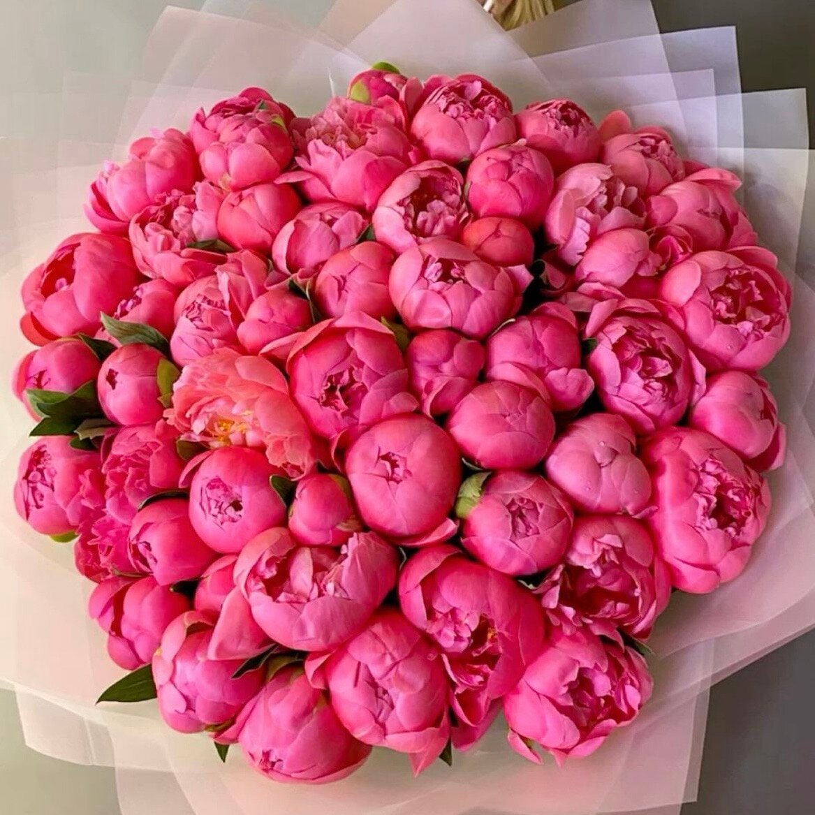 Букет из коралловых пионов 51 шт, красивый букет цветов, шикарный, премиум цветы, премиум букет