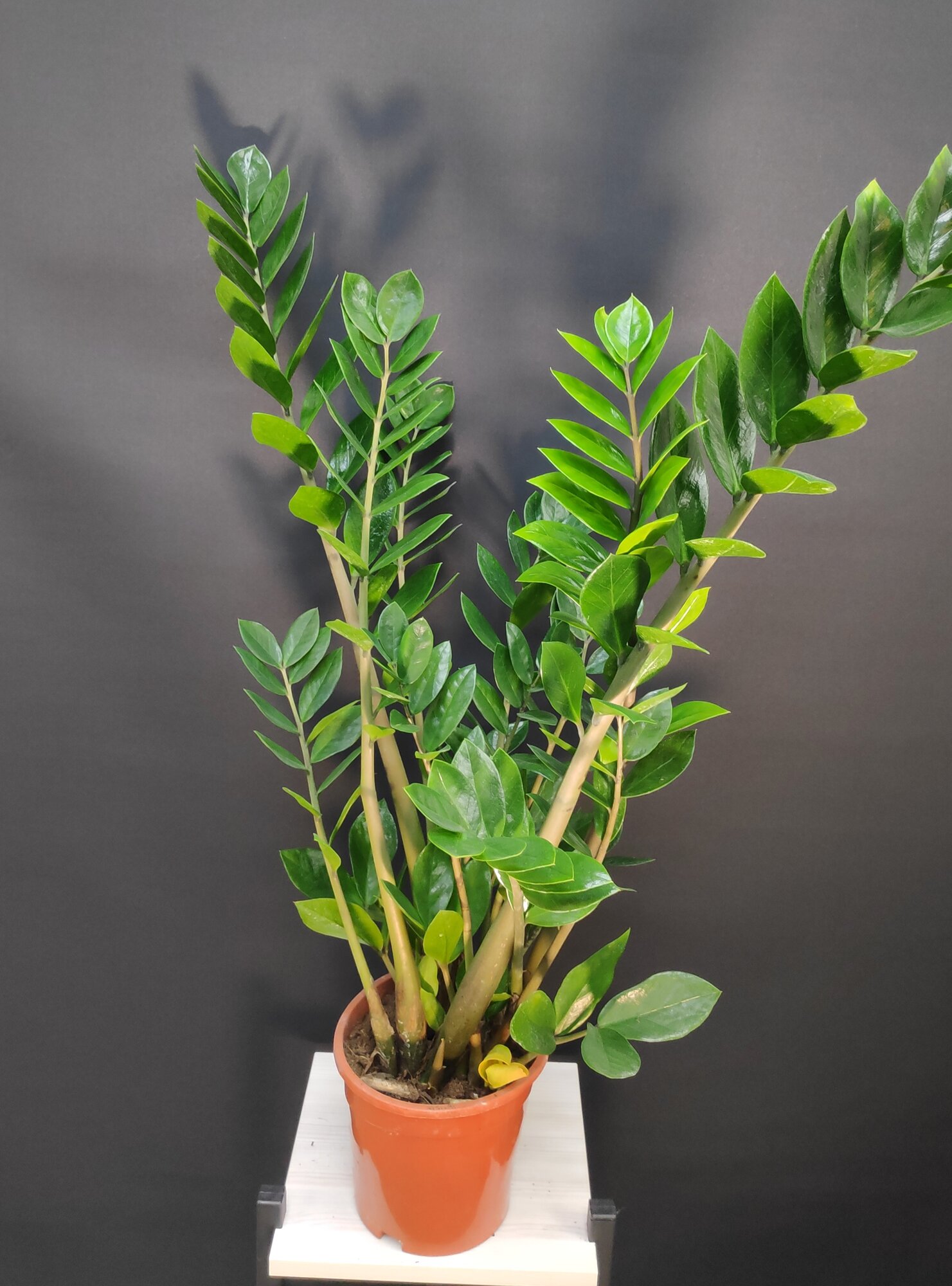 Комнатное растение Замиокулькас D17 высотой 70 см. горшок 17 см.