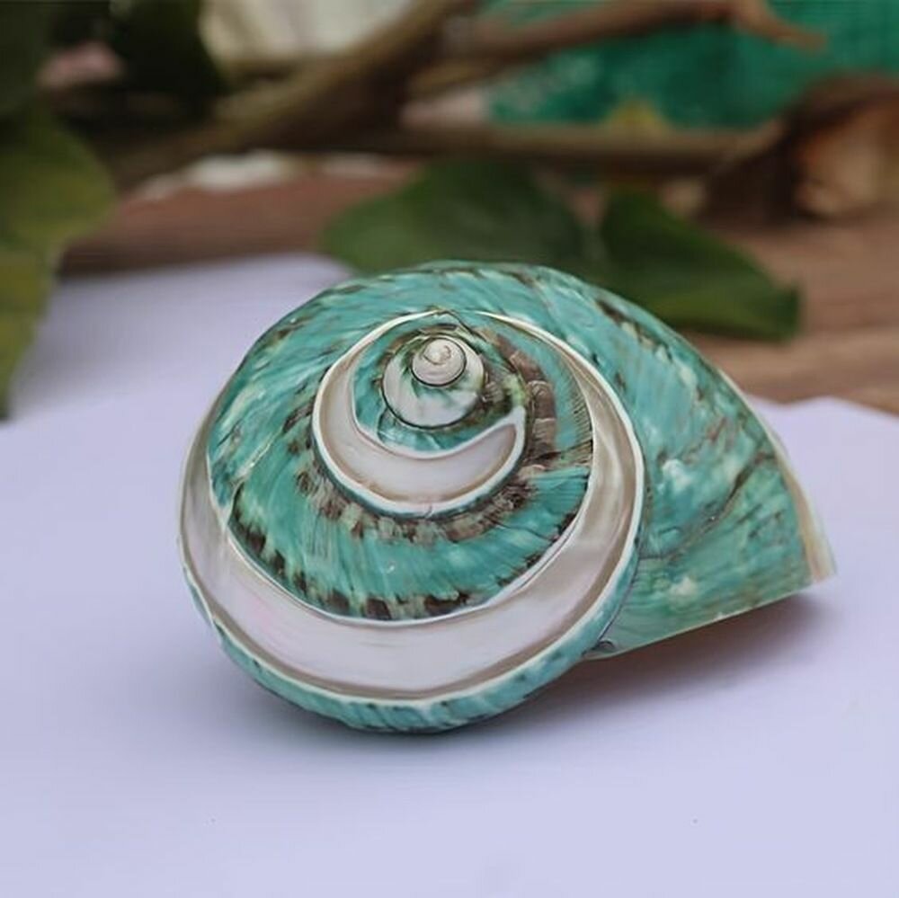 Ракушка морская, натуральная Турбо с полосой