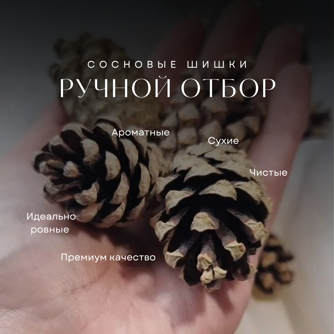 Шишки сосновые для поделок, творчества, декора корпоративных подарков. 10 шт. в наборе.