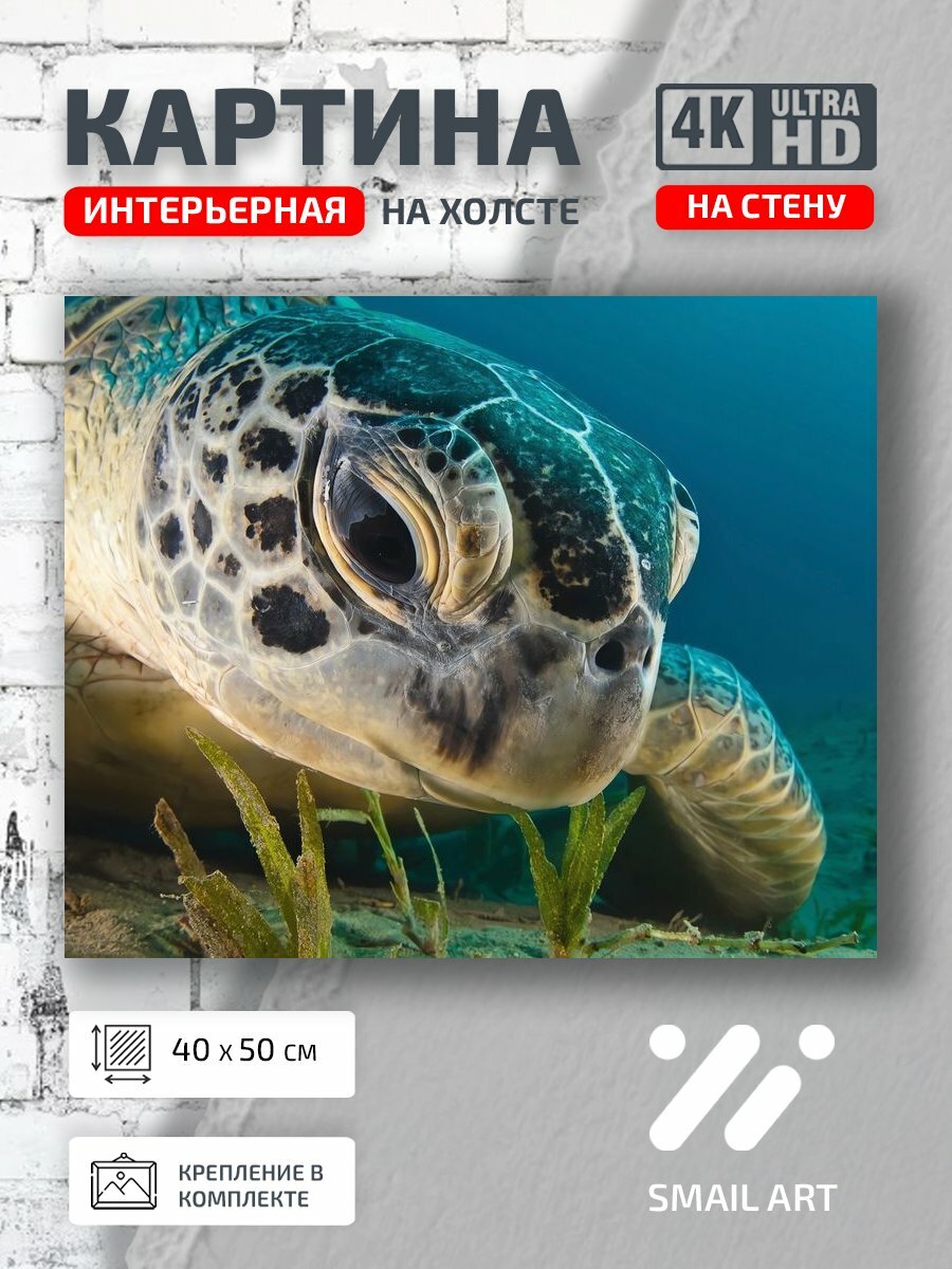 Картина на холсте интерьерная 40 на 50 на стену Водой Macro для гостиной макро интерьер