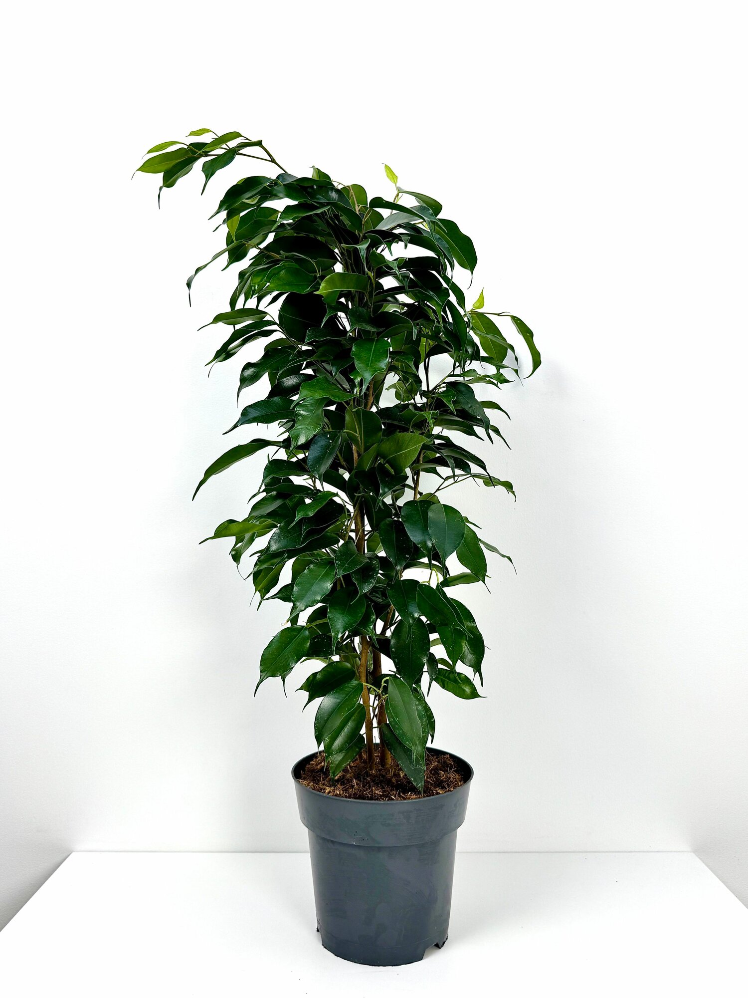 Фикус Бенджамина Даниэль в кремовом керамическом горшке с поддоном, высота 60см