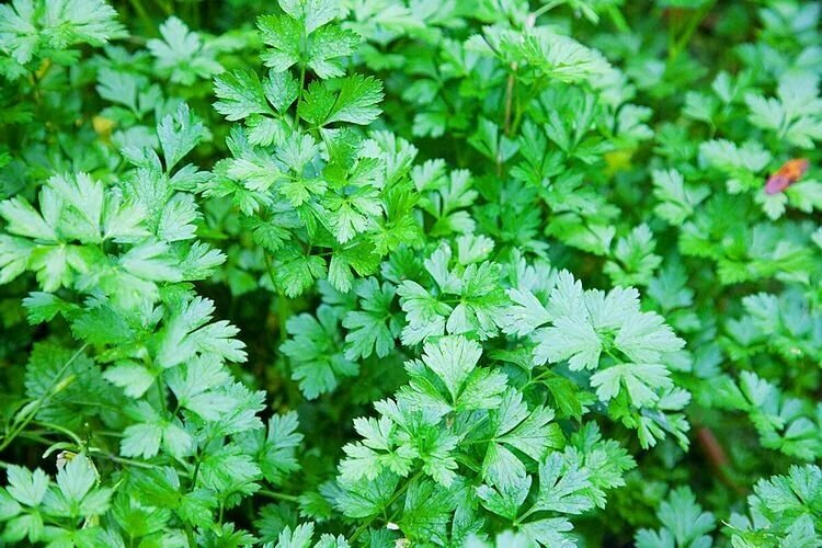 Коллекционные семена петрушки листовая Тайга