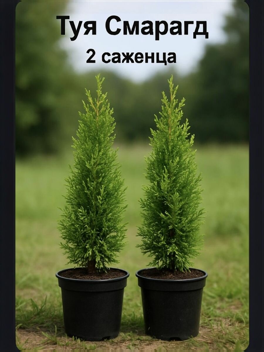 Саженец туи западной "Смарагд", морозостойкий, 25 см, зеленый