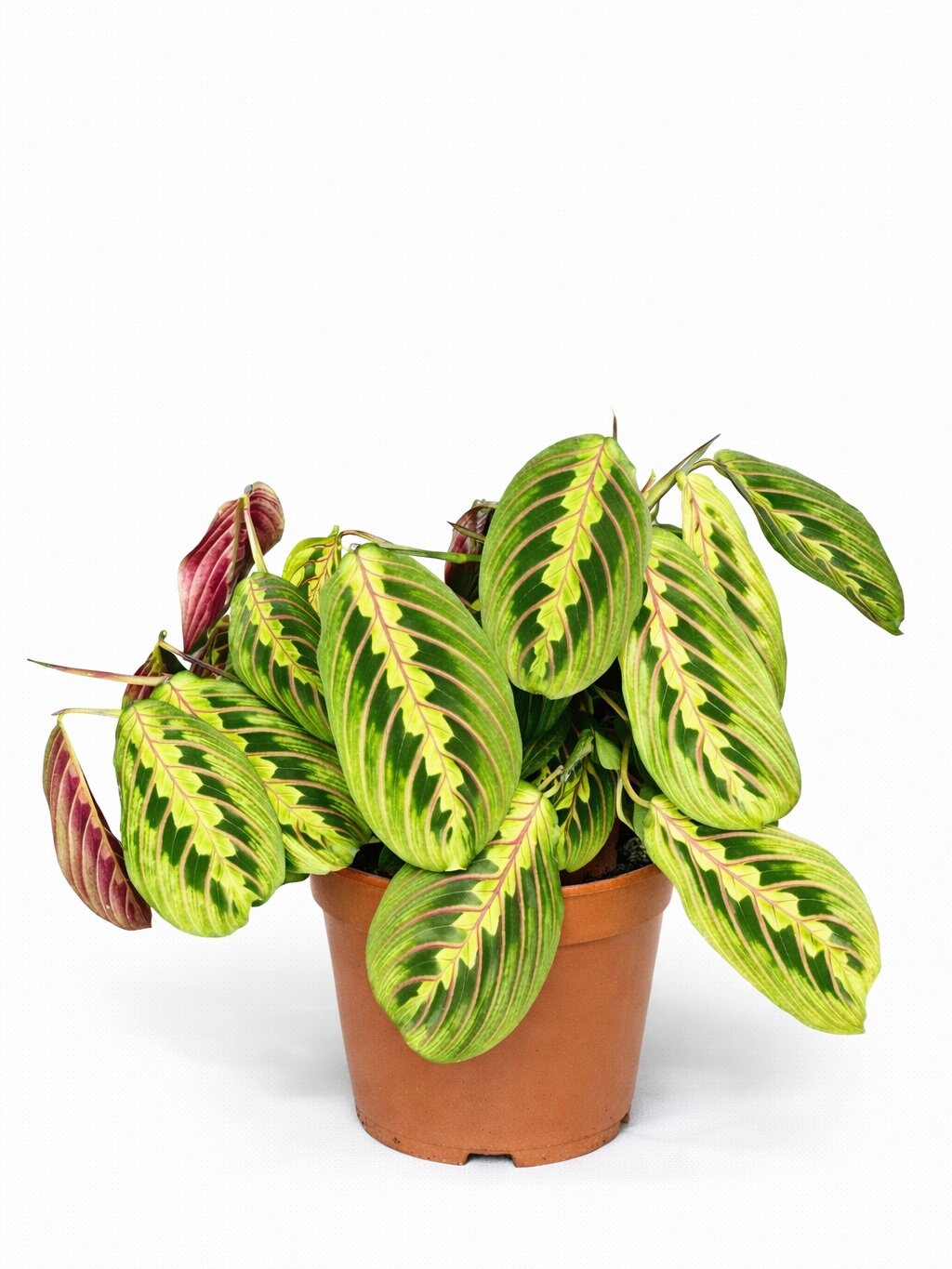 Маранта Триколор — яркое растение с живым рисунком на листьях