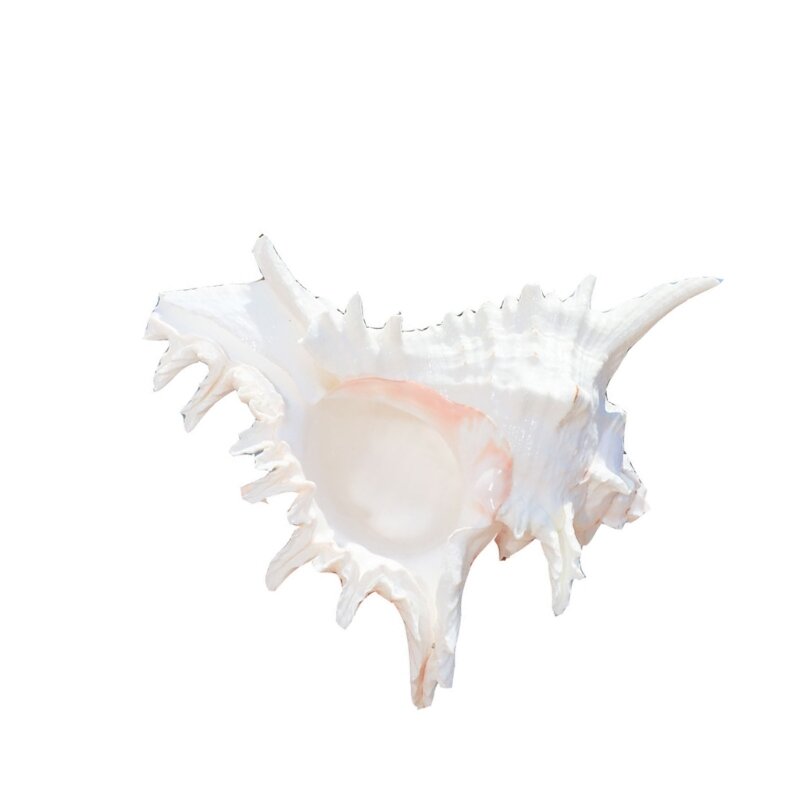 Тысячеручевая улитка хризантема улитка натуральная раковина