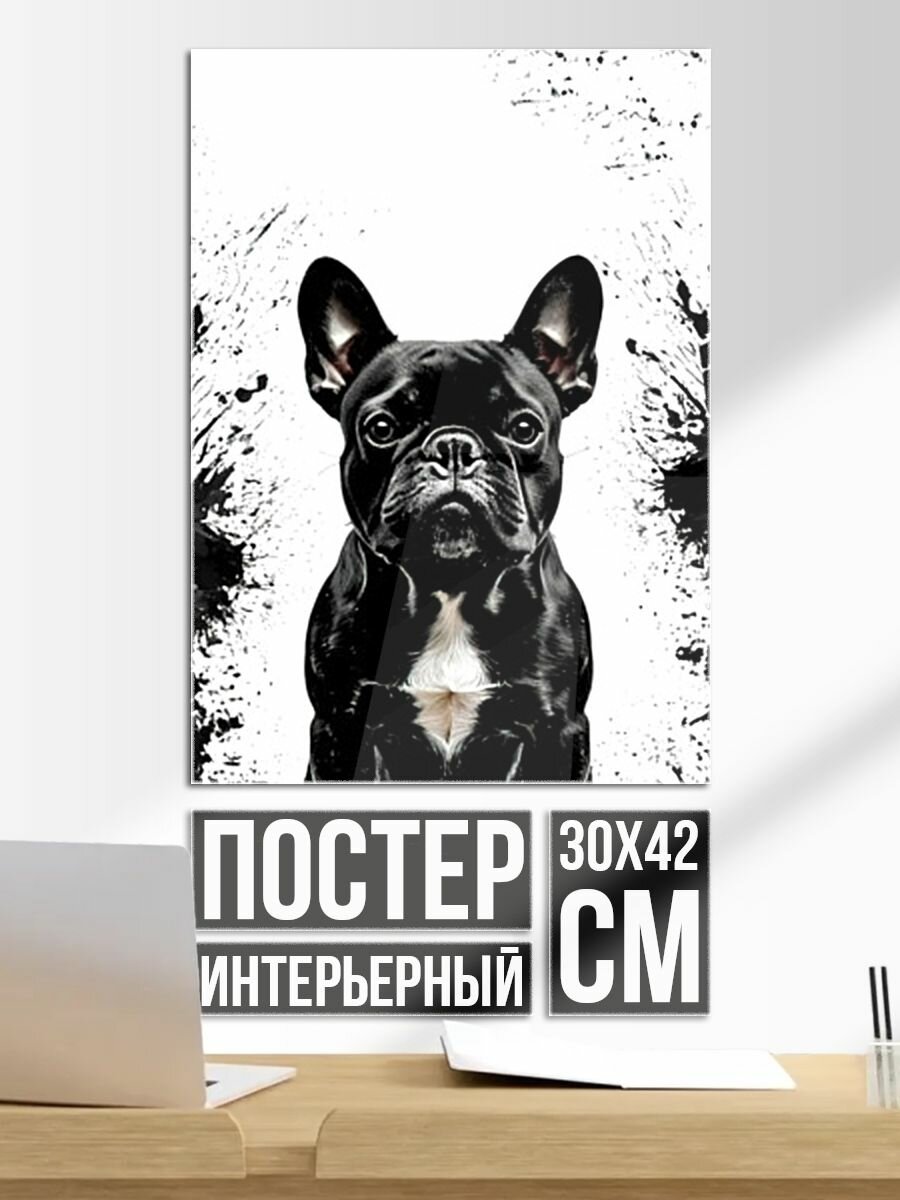 Постер на стену Французский бульдог на белом с черным