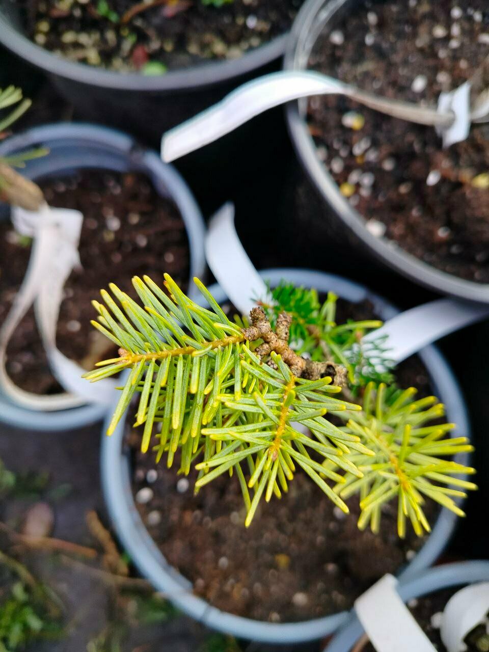 Пихта одноцветная Бегон, р14