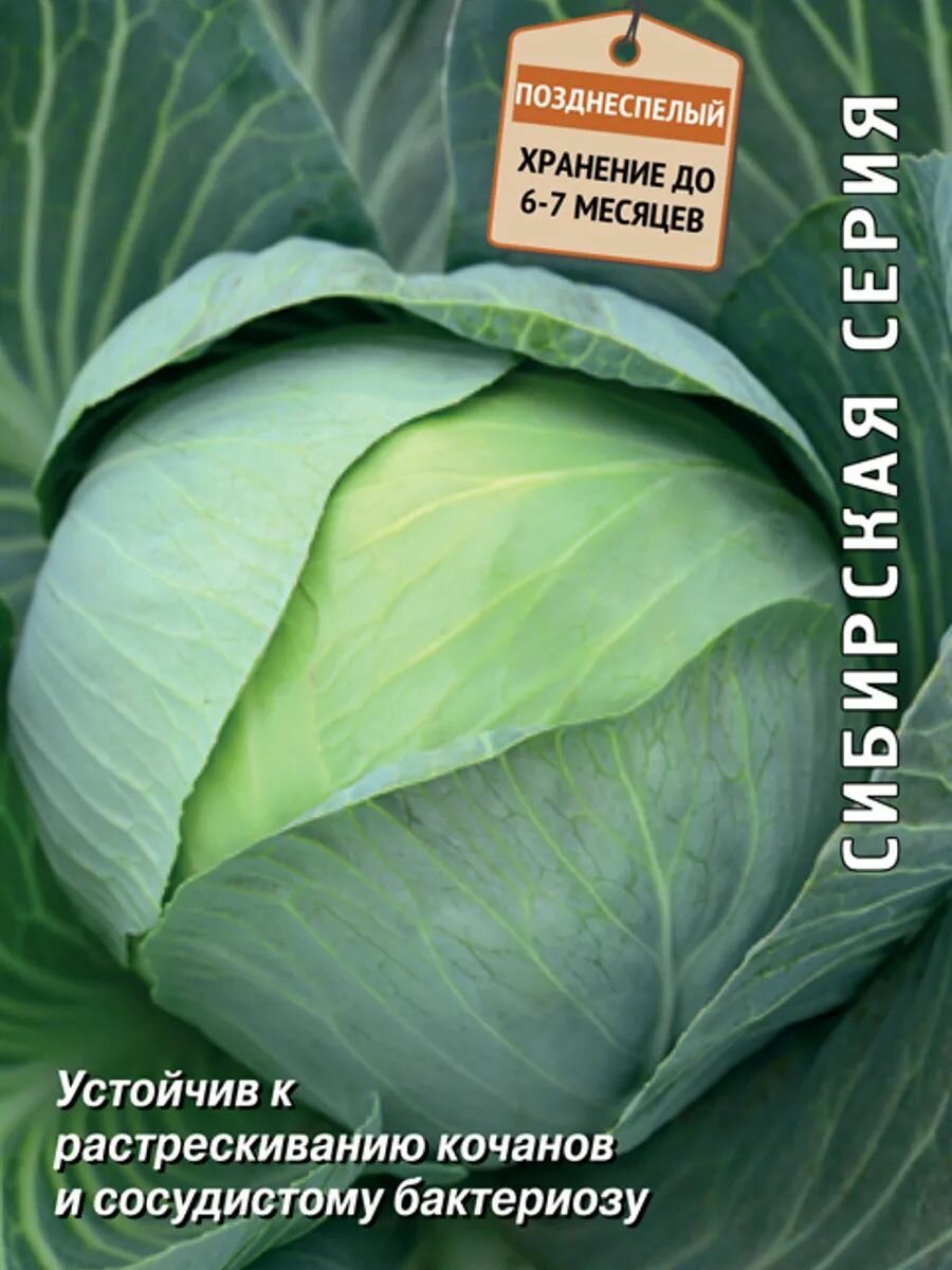 Капуста Вьюга белокочанная ц/п 0,5 г, Семена Поиск