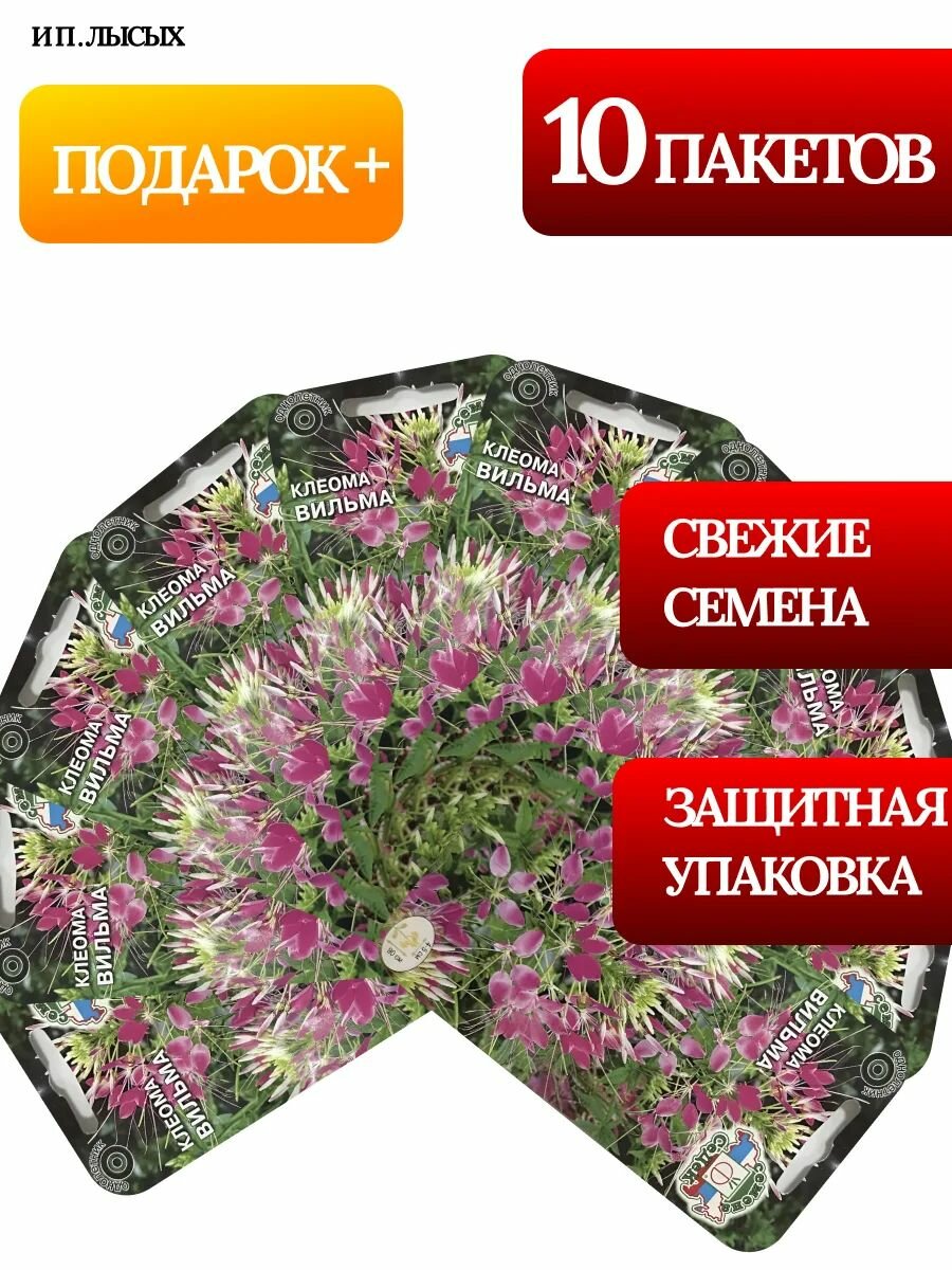 Семена Клеома "Вильма"