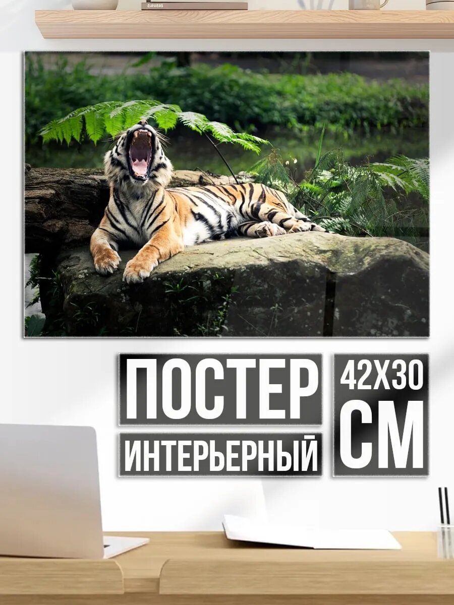 Плакат постер зевающий тигр