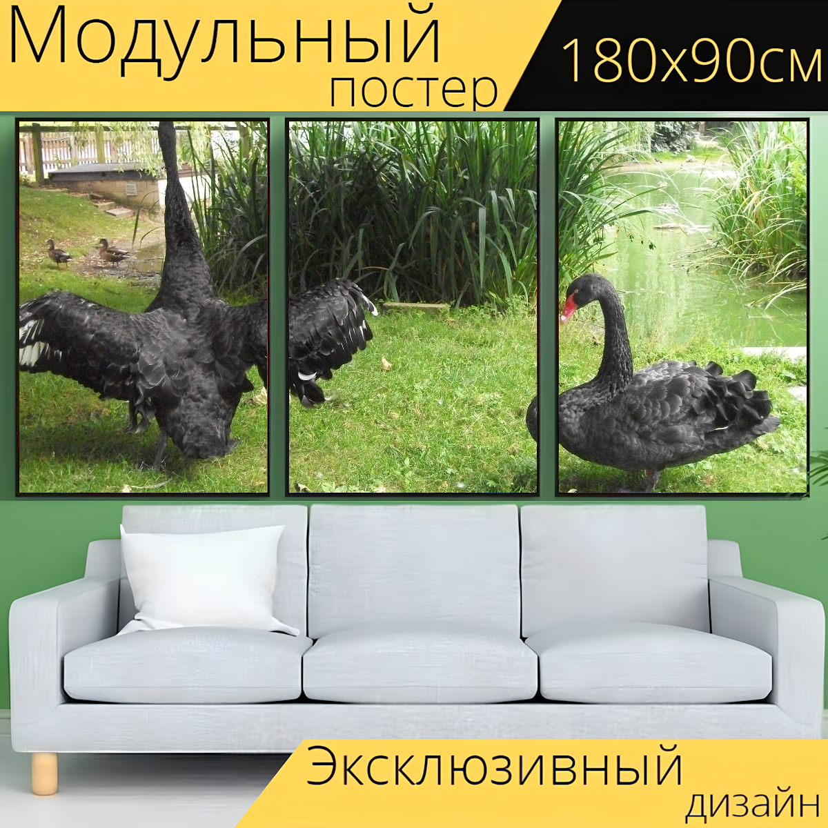 Модульный постер "Черные лебеди 2 черных лебедей черные лебеди лебеди дикая природа животные" 180 x 90 см. для интерьера на стену в тубусе