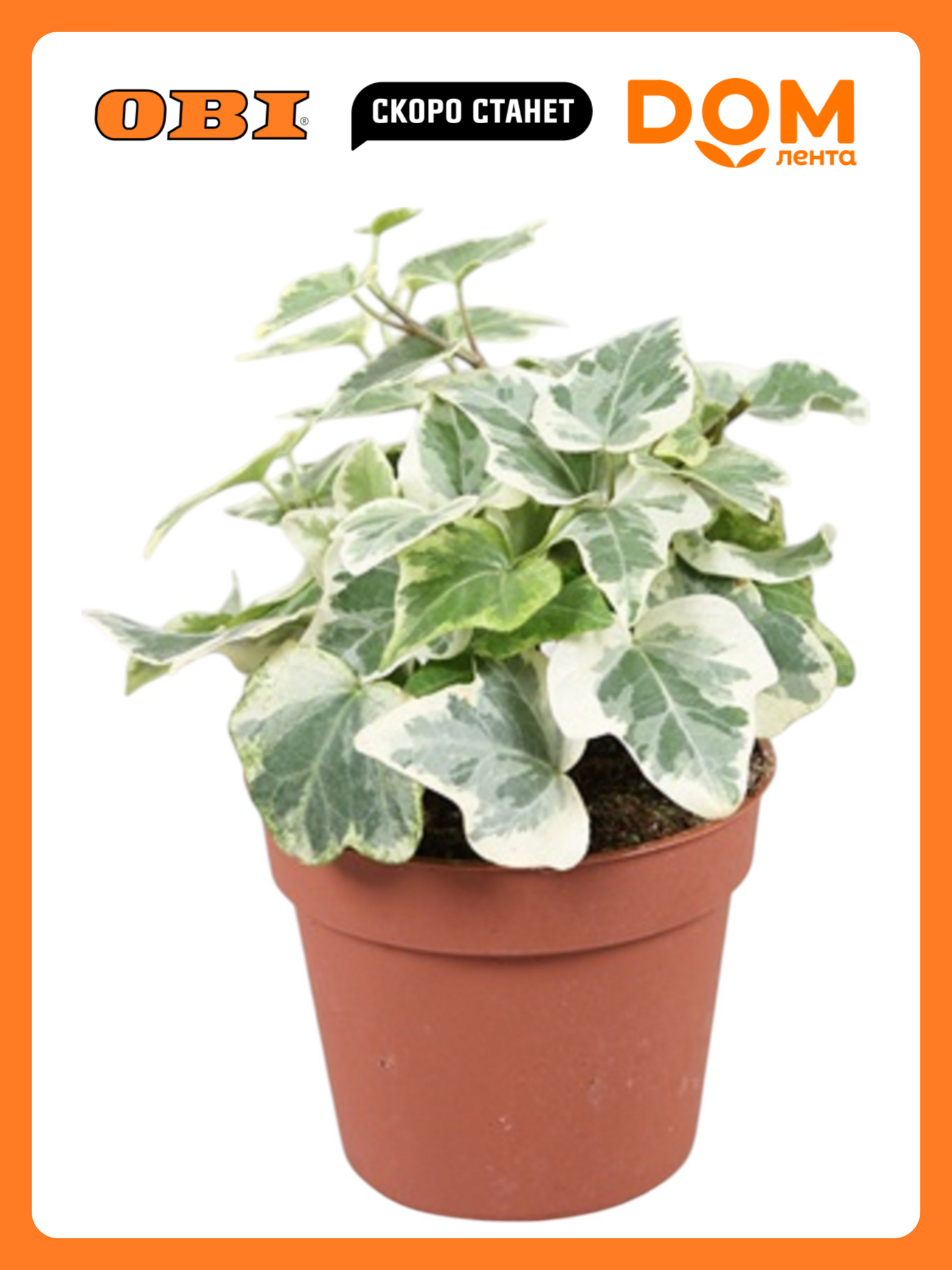 Растение Хедера Вайт, плющ, декоративно-лиственное, высота 10 см, горшок 8,5 см