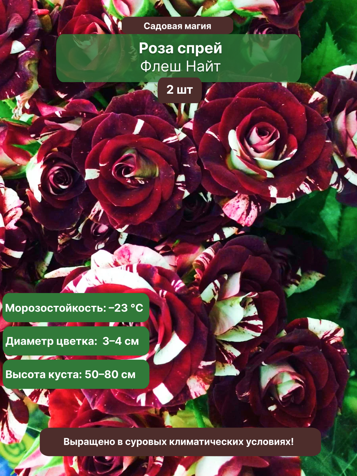 Роза спрей Флеш Найт, 30 см, красно-розово-белая, для всех регионов, ЗКС, 2 шт.