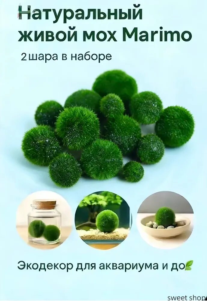 Шаровидная кладофора (мох маримо) 1см 2шт для аквариума и декора