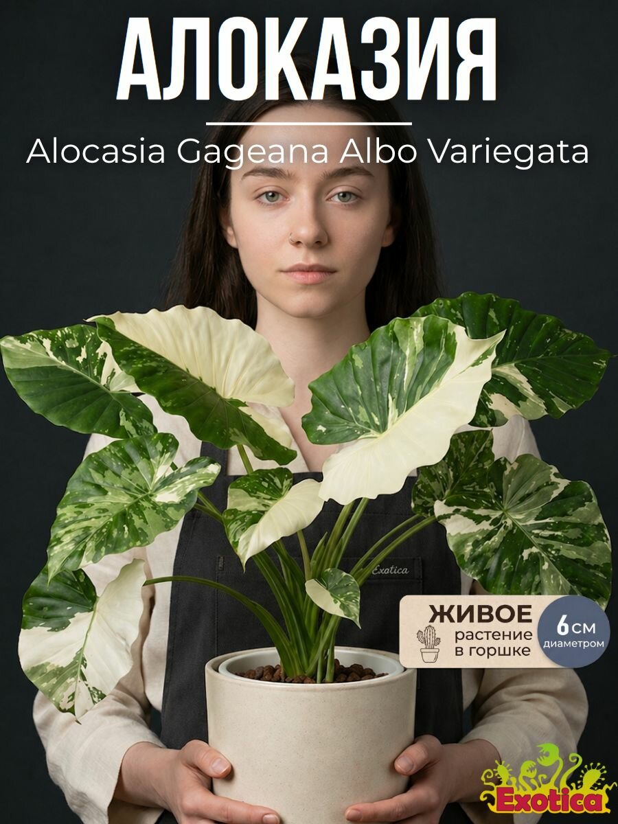 Алоказия Гагеана Альба Вариегатная (Alocasia Gageana Albo Variegata) D6см