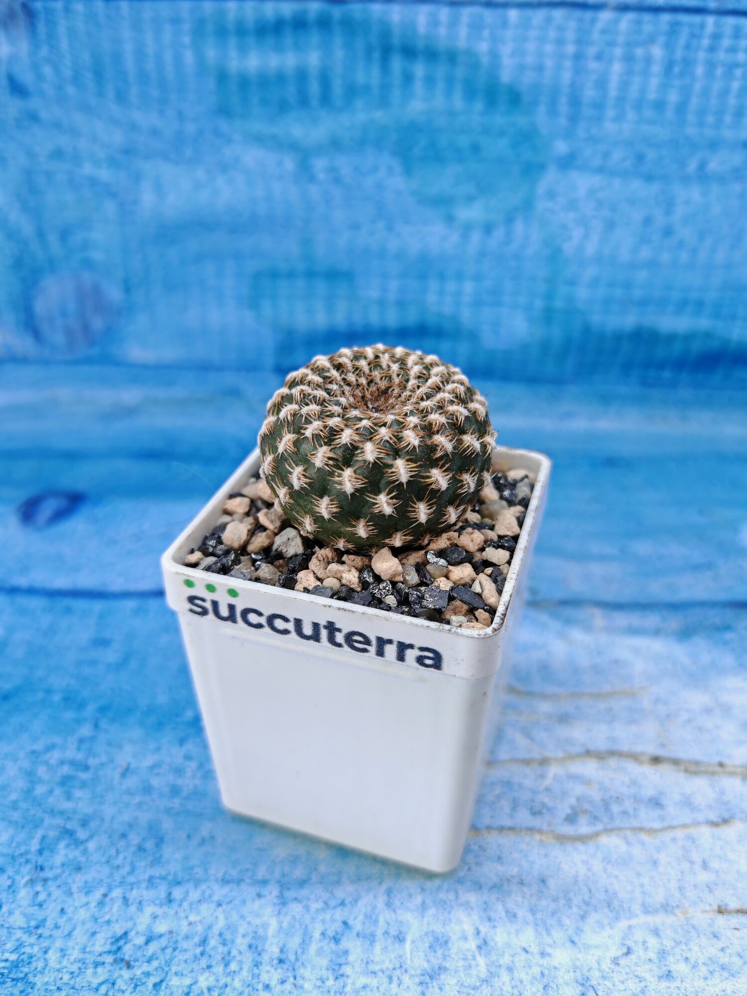 Кактус Sulcorebutia Arenacea (Сулькоребуция). Диаметр горшка 5 см. Субстрат Succuterra Classic и фирменный горшочек в комплекте.