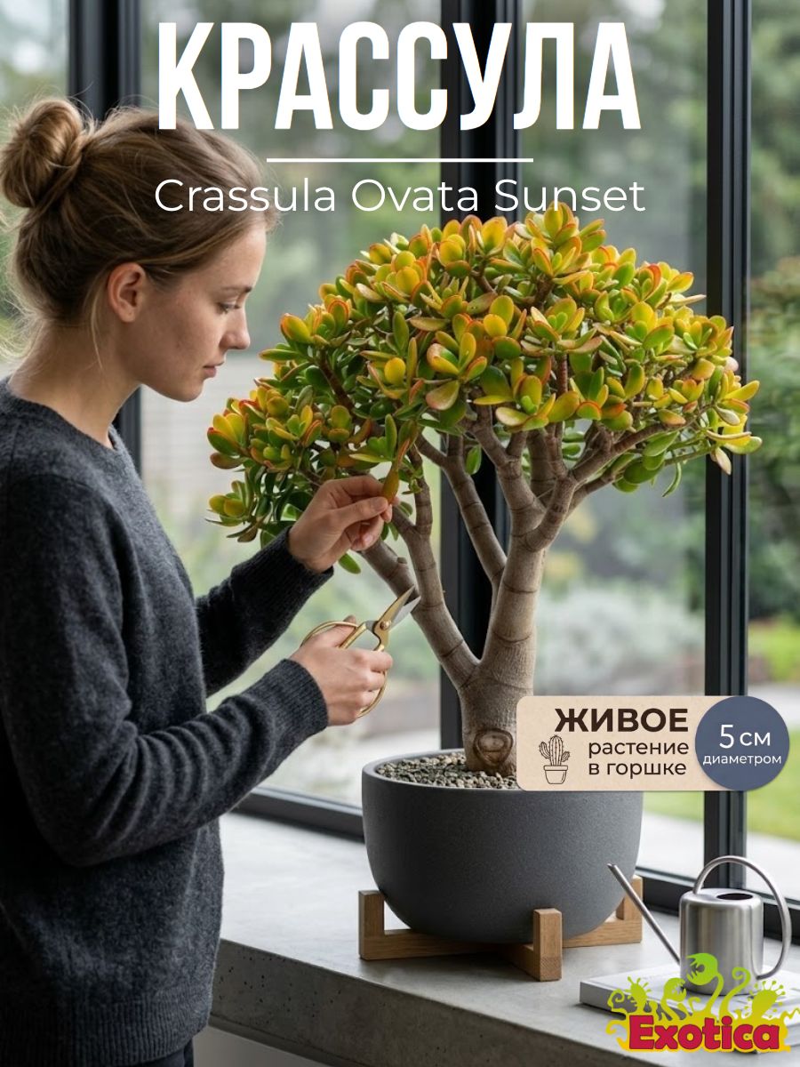 Крассула Овата Сансет (Crassula Ovata Sunset) D5см, денежное дерево