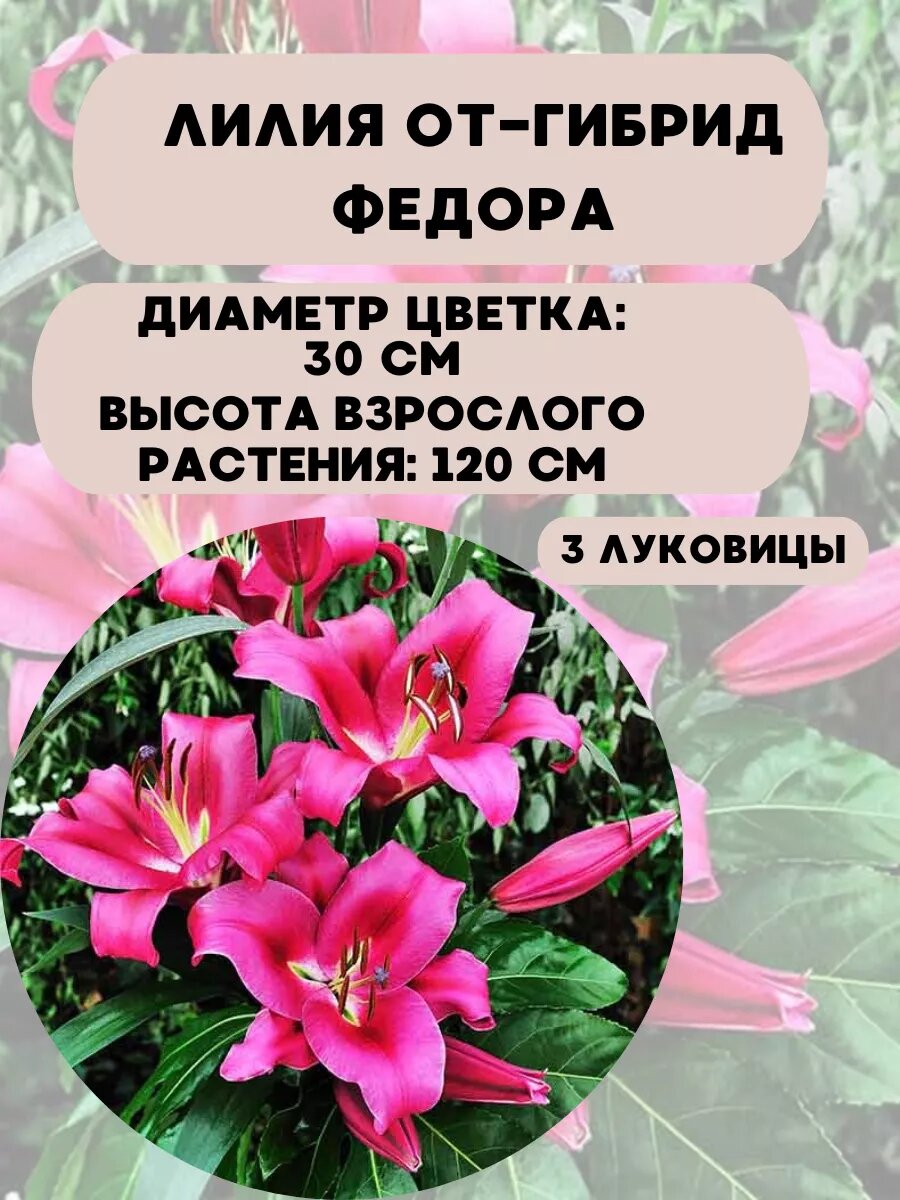 Лилия; Лилия от-гибрид; Лилия восточная