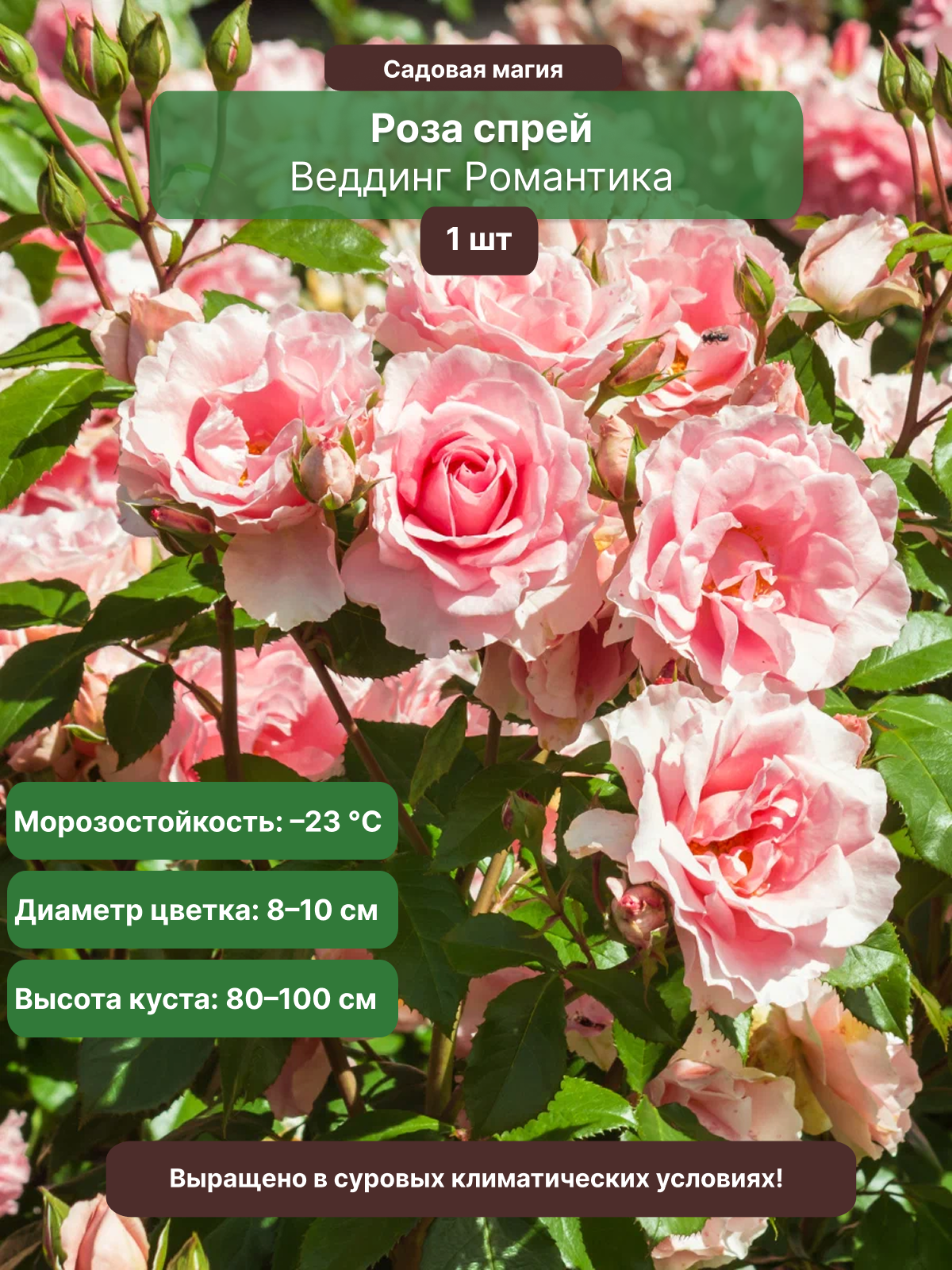 Роза спрей Веддинг Романтика (Wedding Romantica) , 1 саж, многолетняя