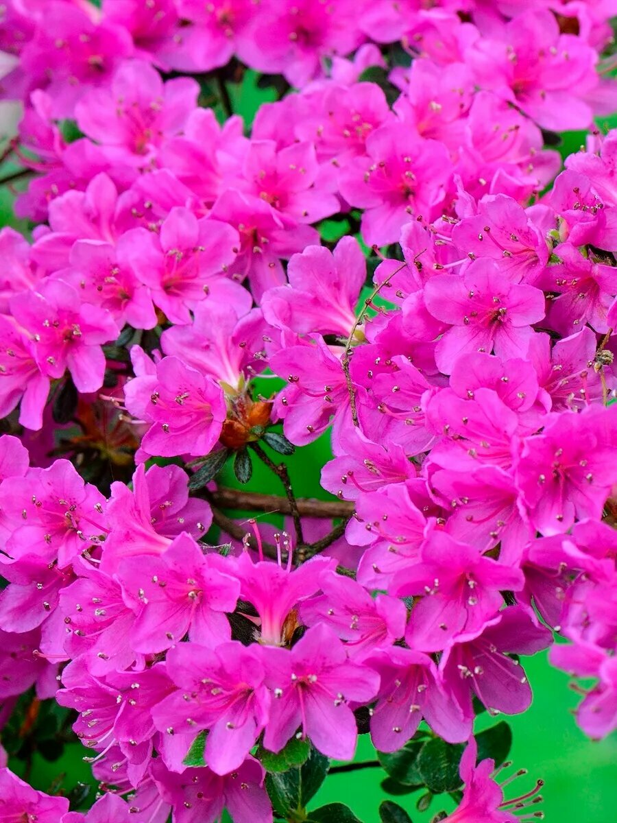 Рододендрон Садовые Растения Geisha Purple , низкорослый, многолетник, 60 см — фото 1