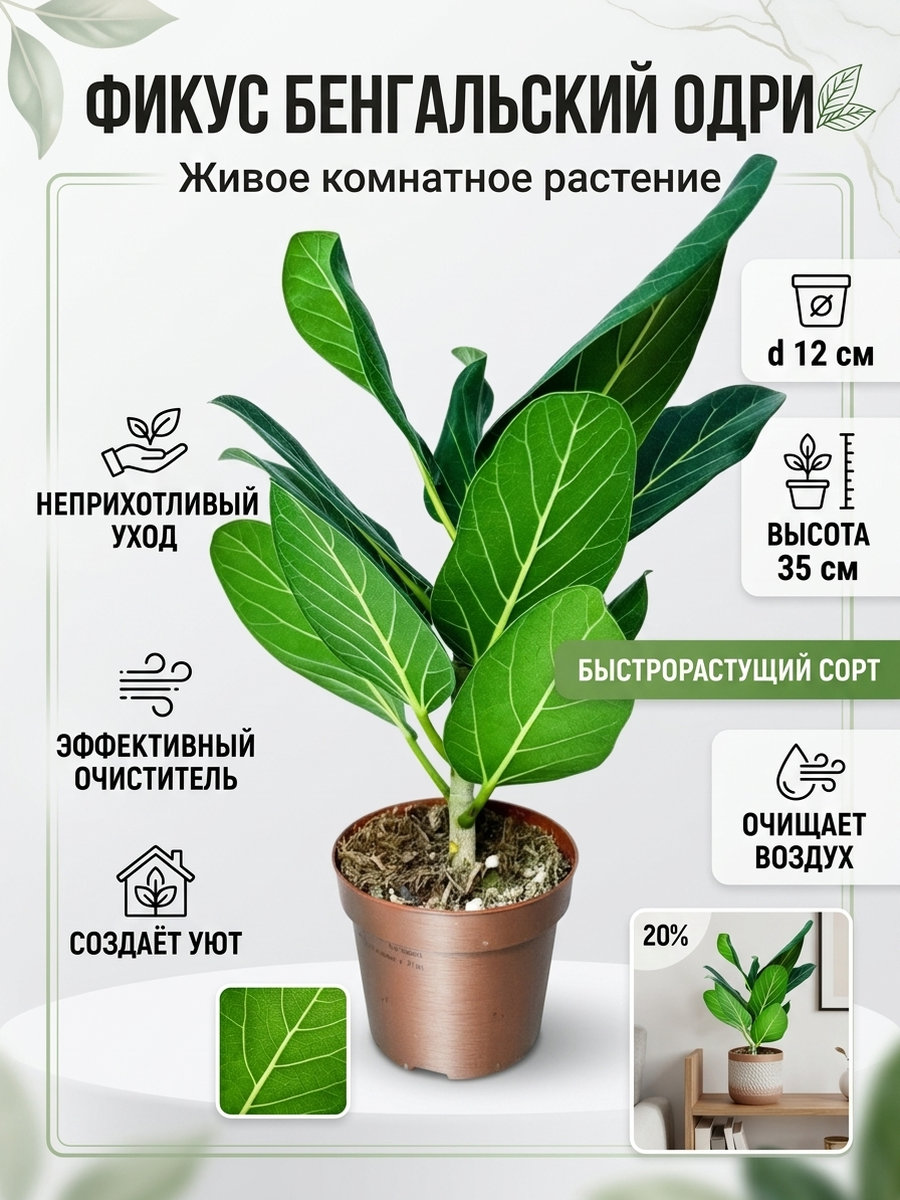 Фикус бенгальский Одри (Ficus benghalensis Audrey) живое комнатное растение в горшке d12 см, высота 35 см