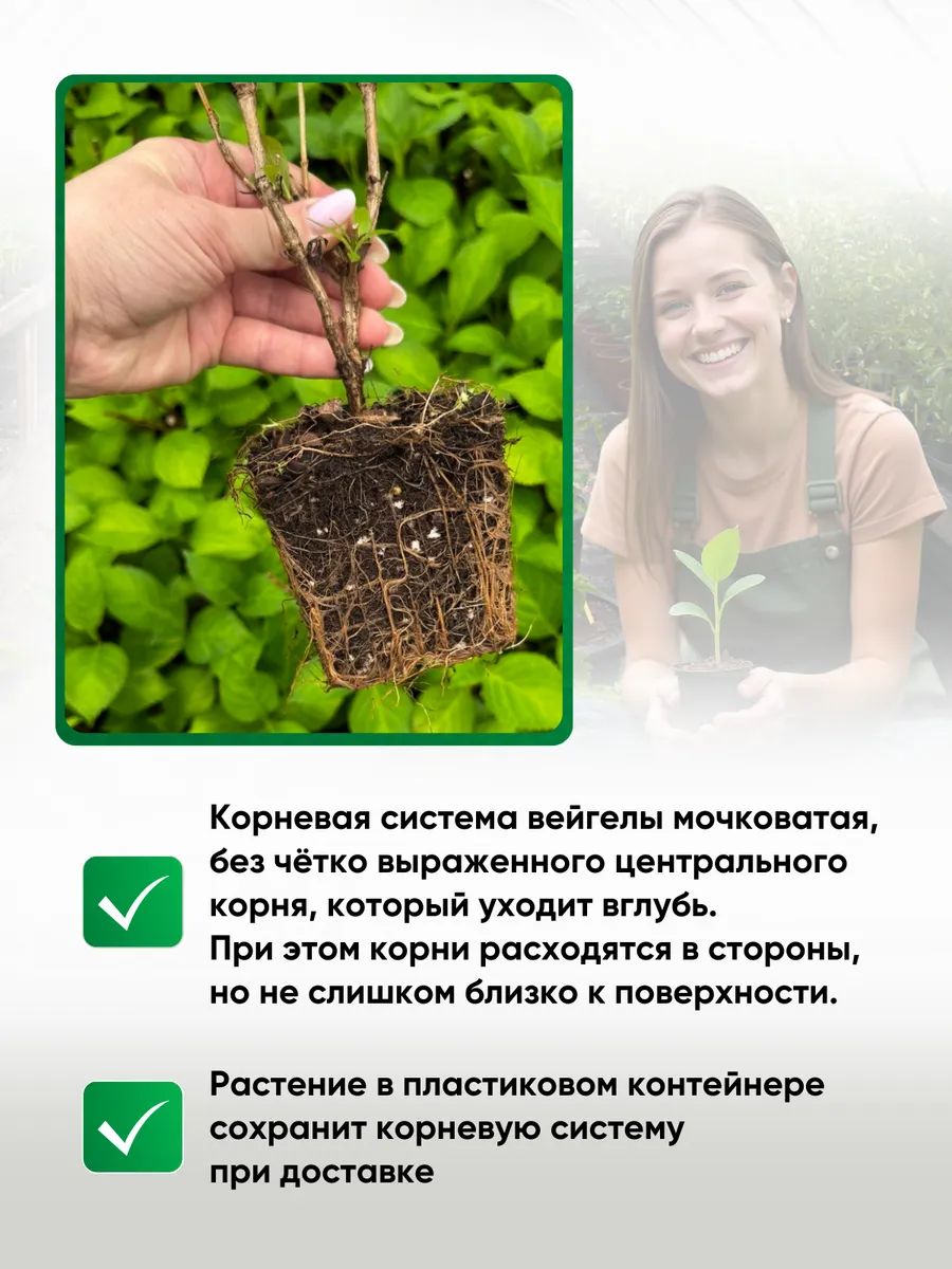 Вейгела Лайм Монстр, саженец для сада и дачи, декоративное растение для посадки — фото 1