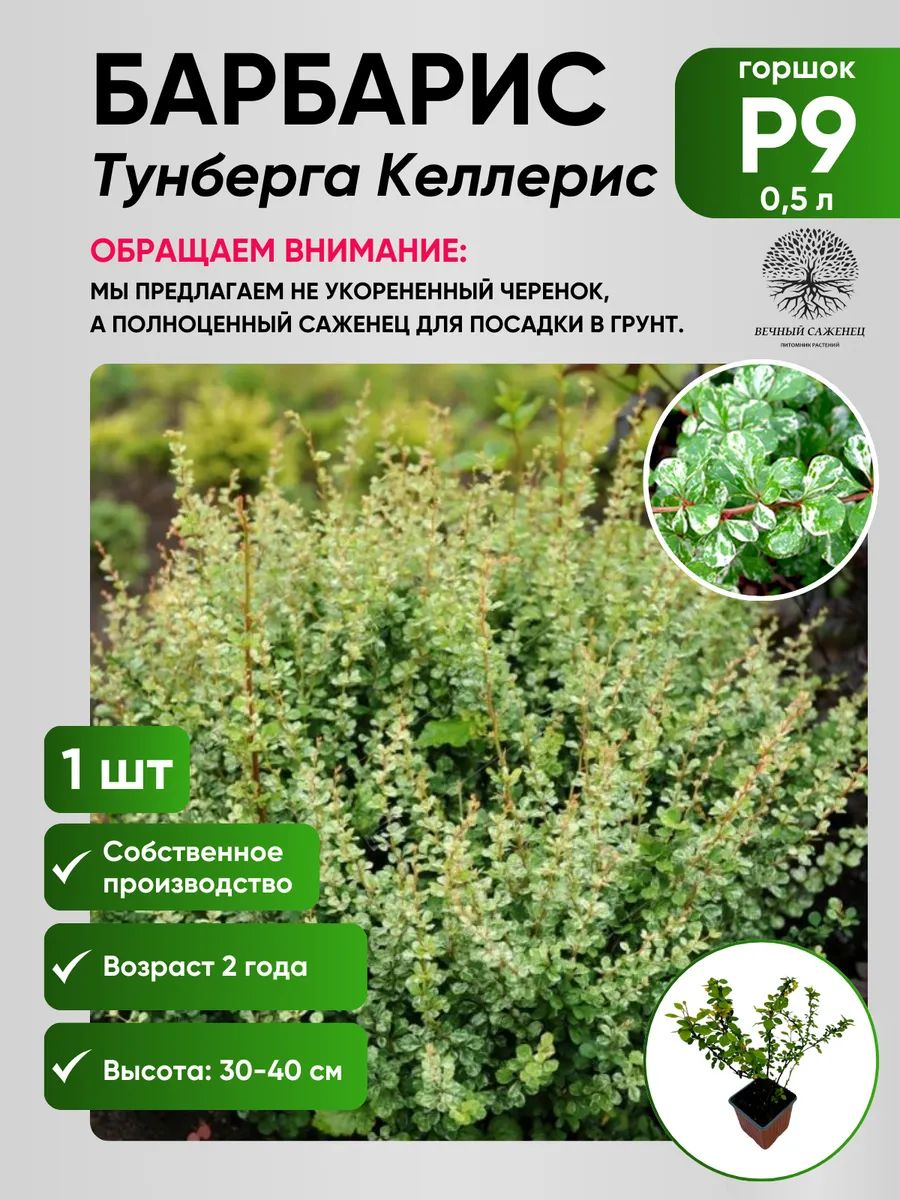 Барбарис Тунберга Келлерис, саженец для сада и дачи, декоративное растение для посадки
