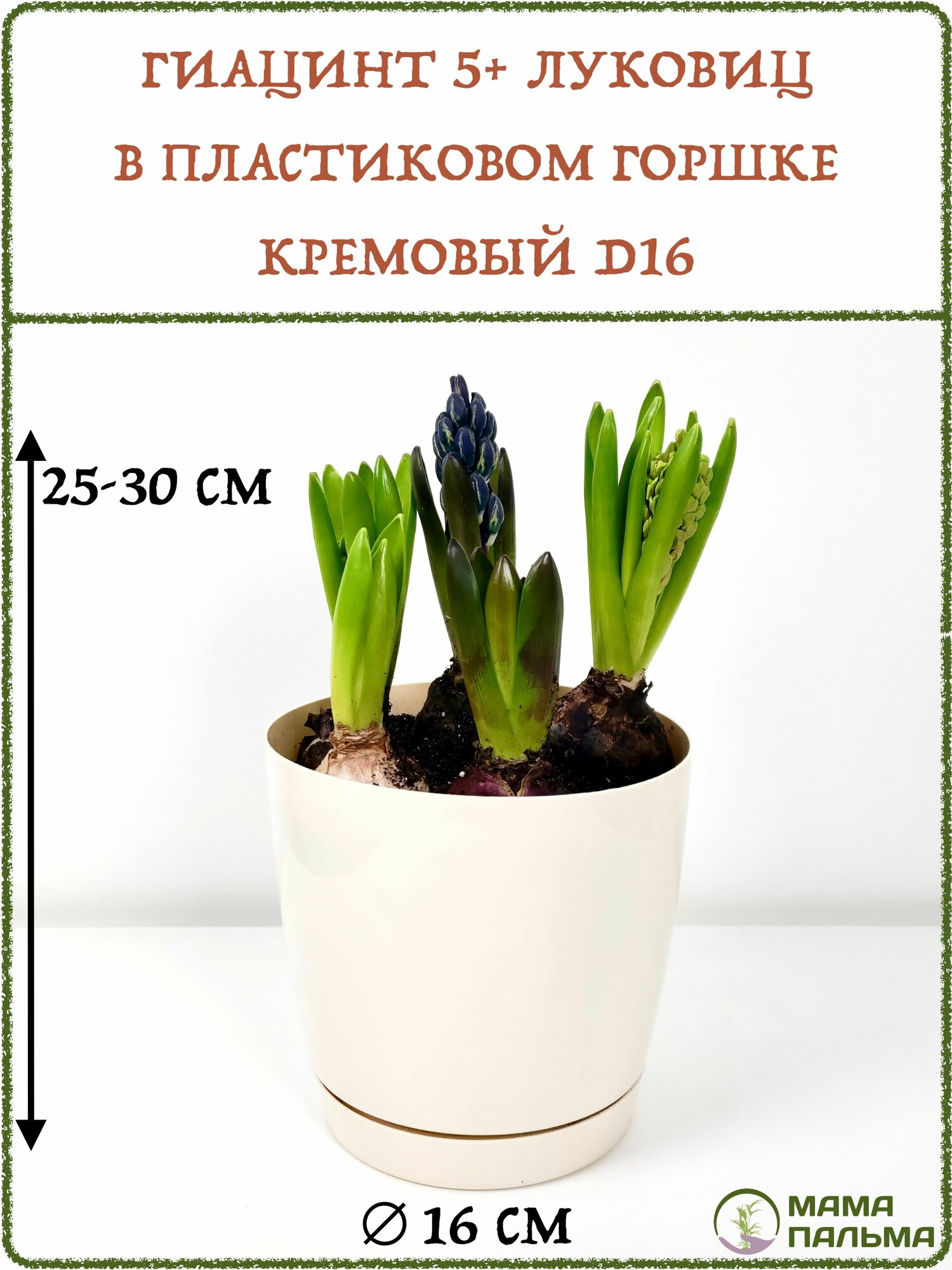 Гиацинт 5+ луковиц в пластиковом кремовом горшке D16 см высота 25-30 см, живое растение