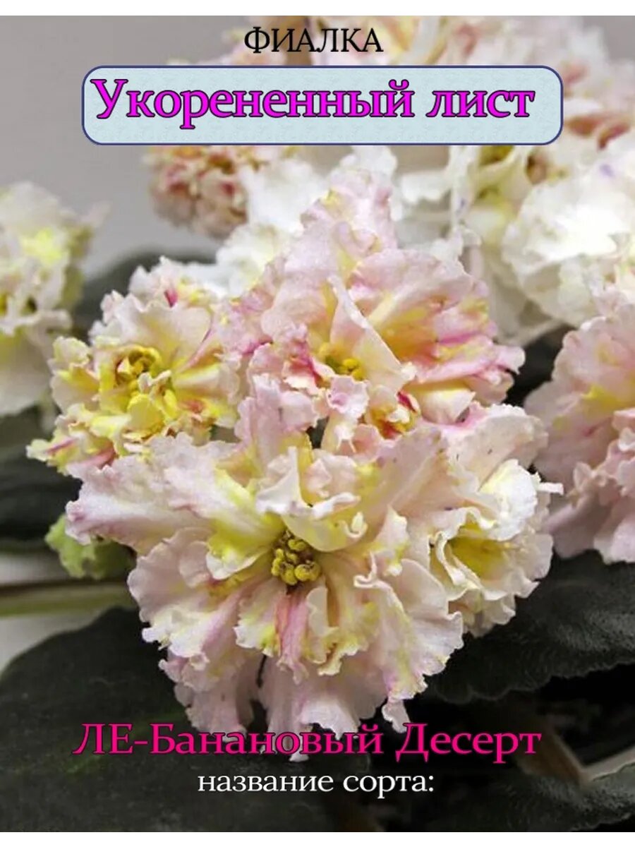 Фиалка живая в горшке комнатная сорт ЛЕ-Банановый Десерт (укорененный лист) 1 штука