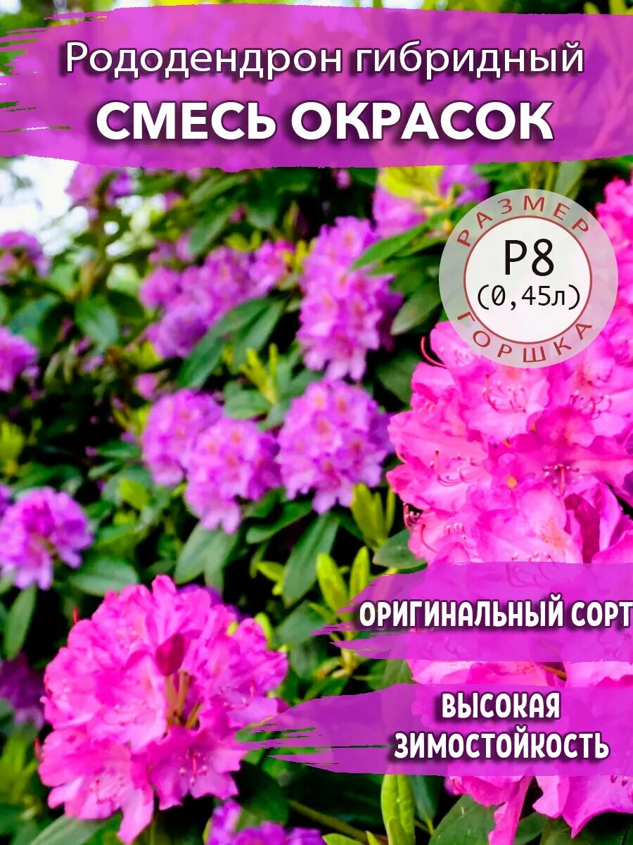 Рододендрон Садовые Растения, гибридный, закрытая корневая система