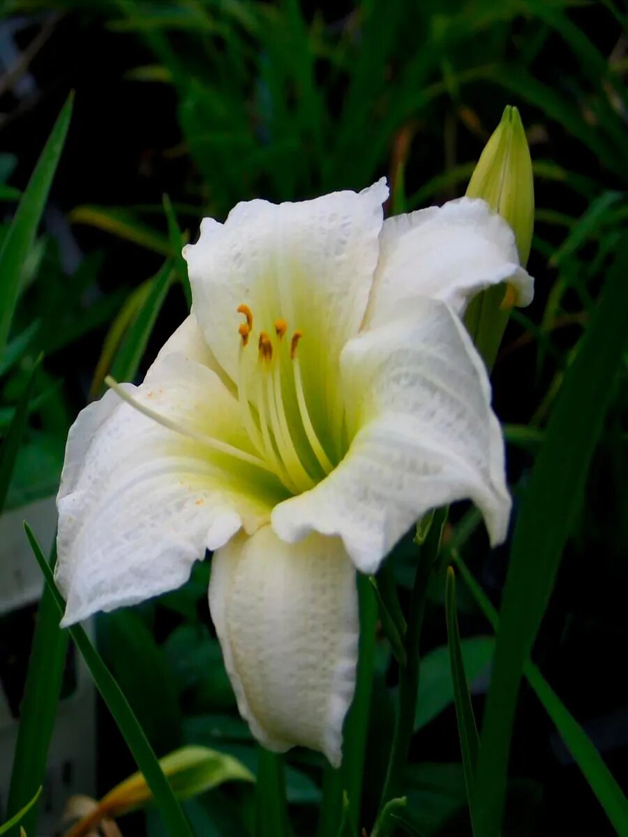 Лилейник Gentle Shepherd C1