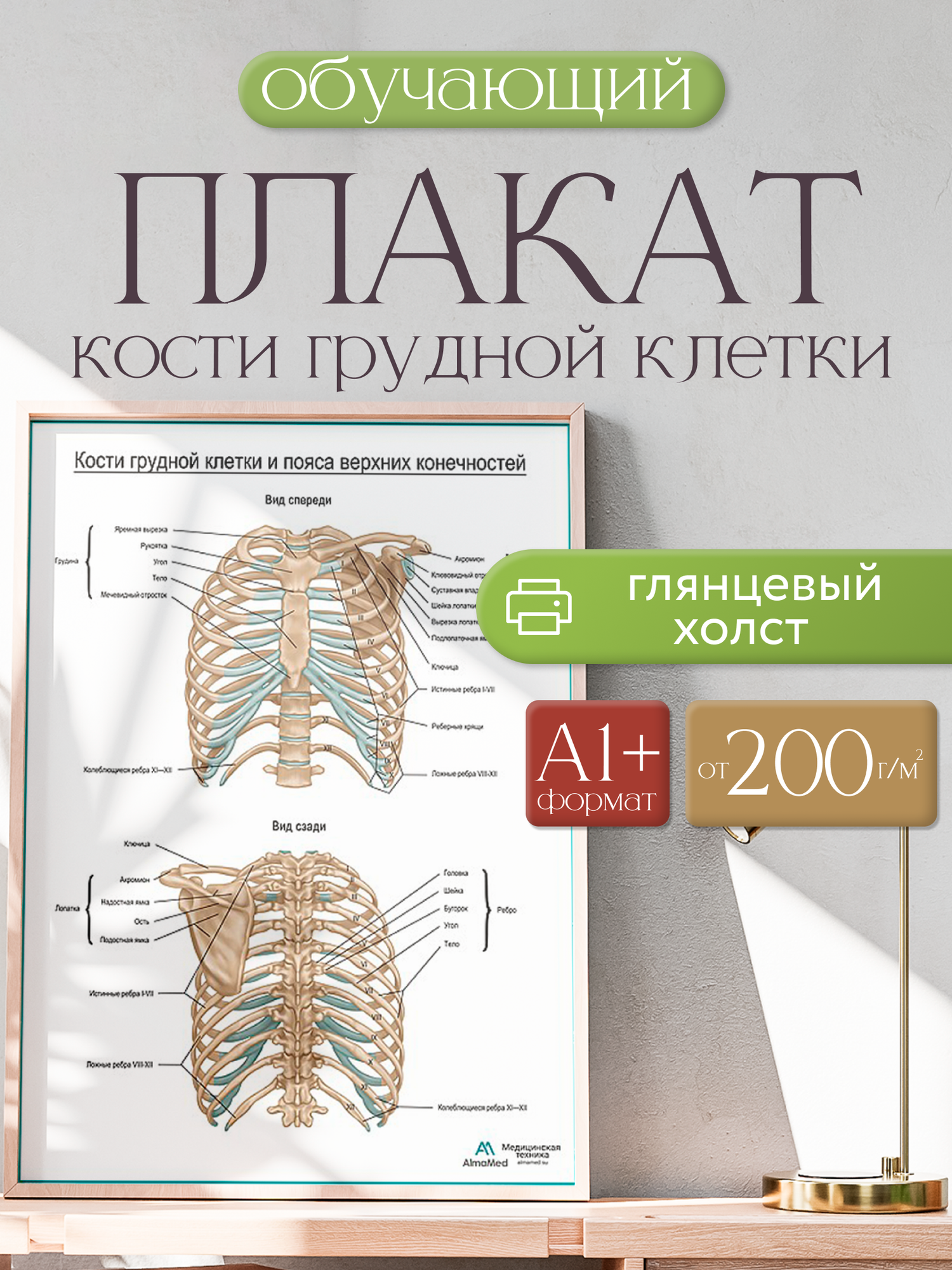 Обучающий плакат "Кости грудной клетки", размер А1+, глянцевый холст от 200г/м2