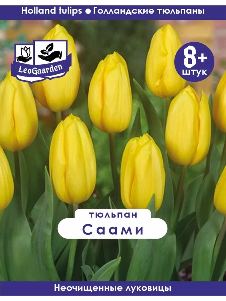 Тюльпан Луковица, Саами, 8+ шт