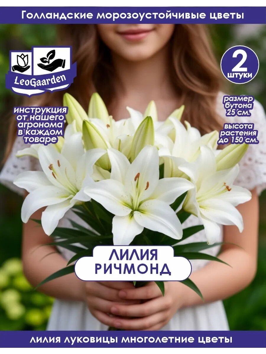 Лилия Луковица цветов, Ричмонд, разбор 22/24, 2 шт