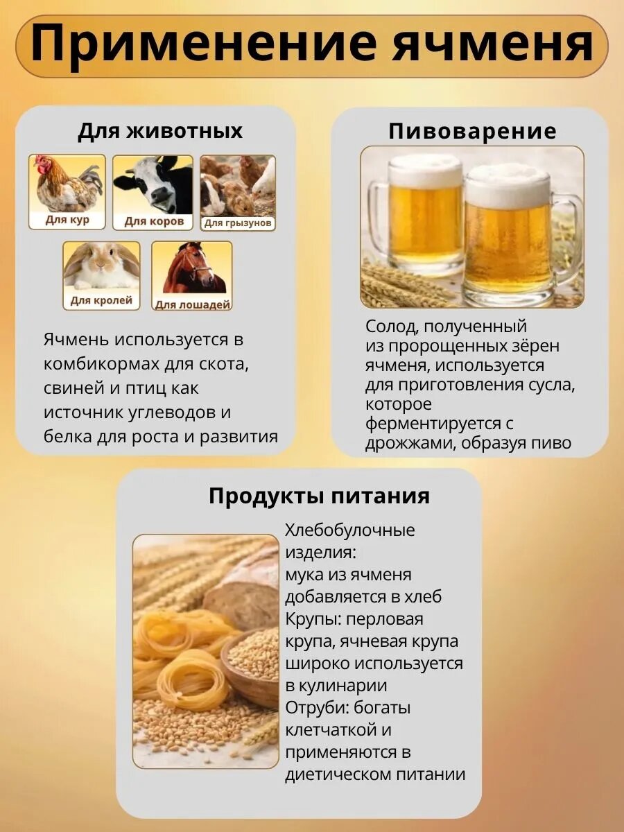 Ячмень на ростки — фото 1
